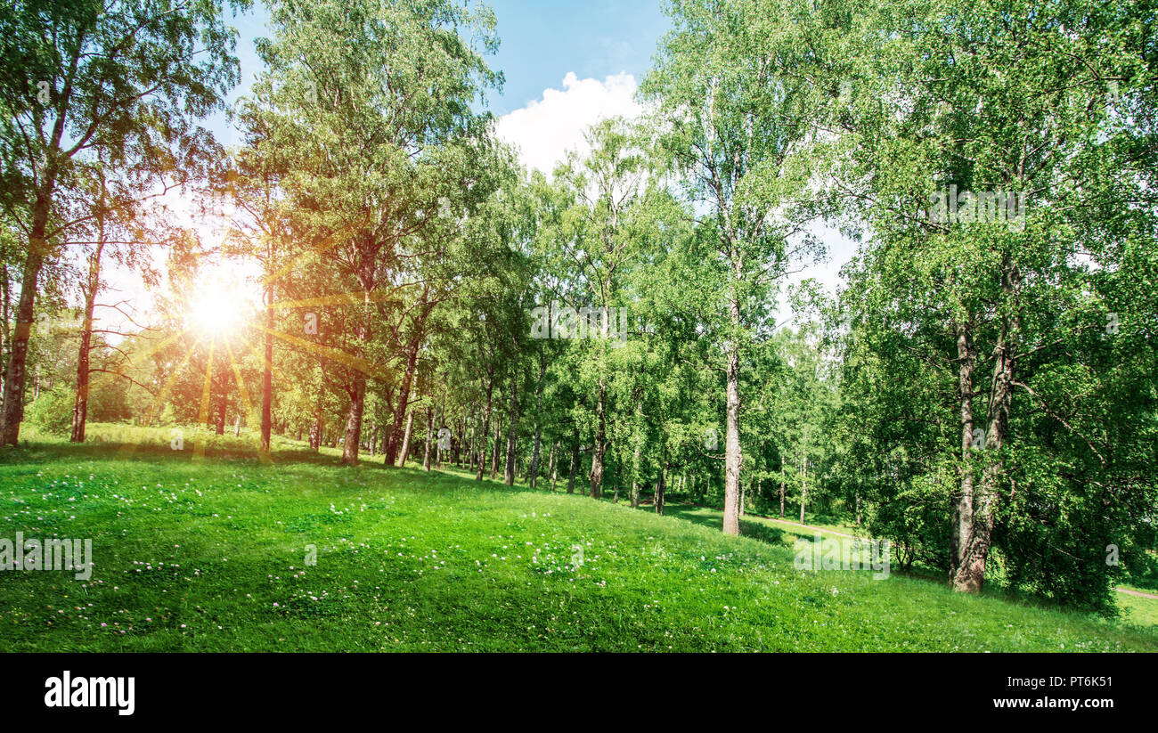 Beautiful park background. Plants and trees landscape Stock Photo - Alamy