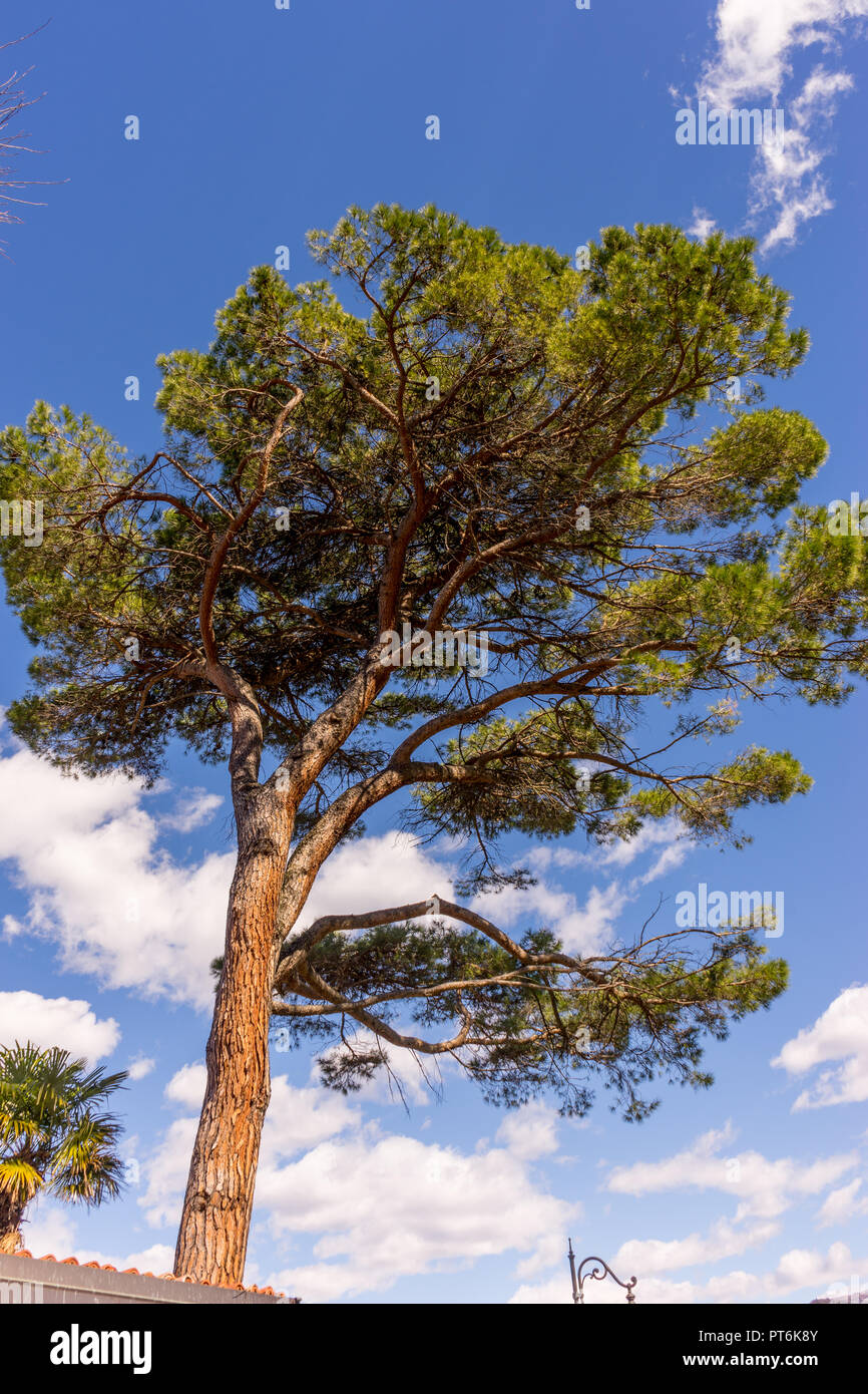Europe, Italy, Bellagio, Lake Como, a large tree Stock Photo - Alamy