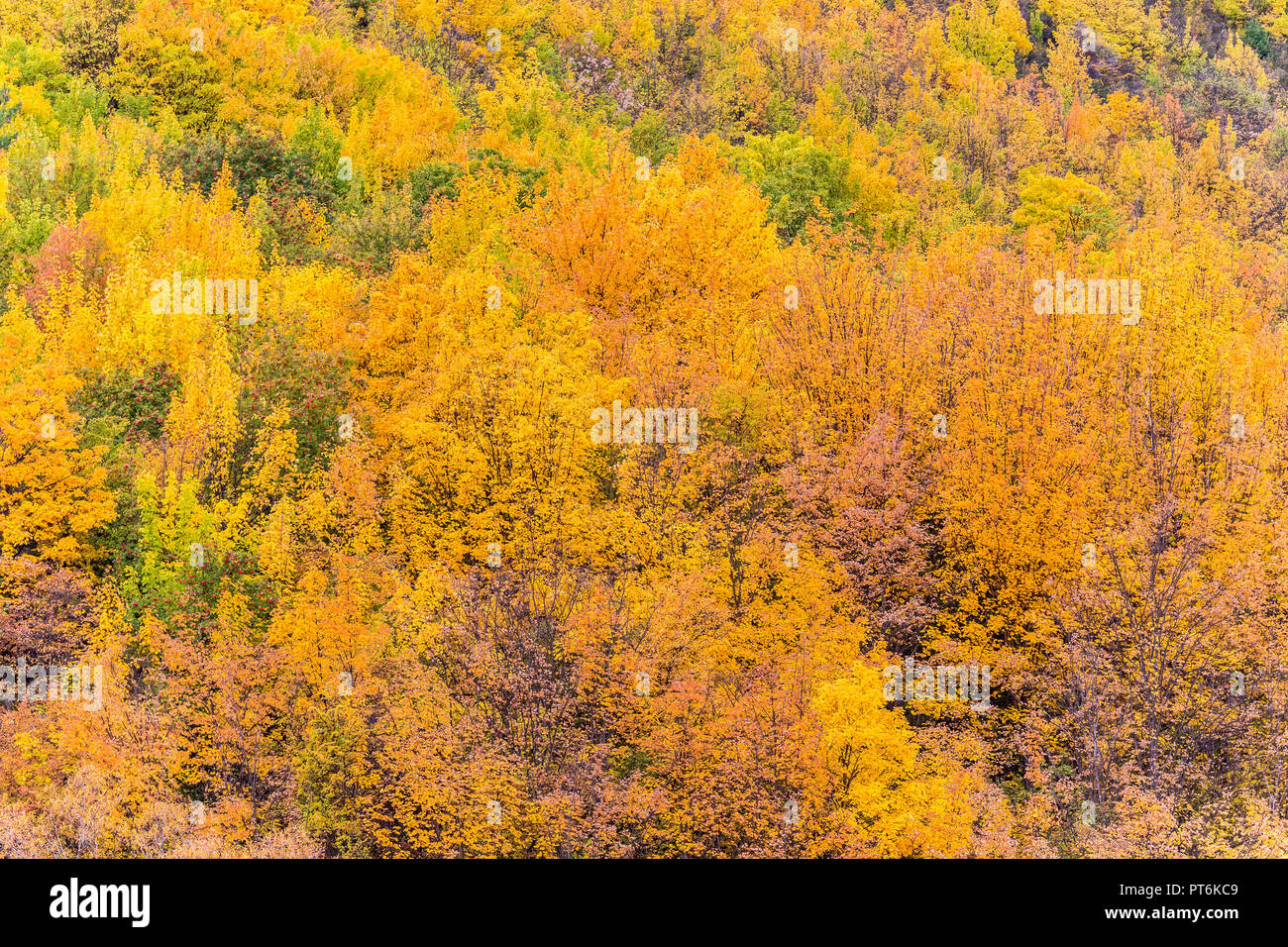 Colorful autumn foliage and green pine trees in Arrowtown, Central ...