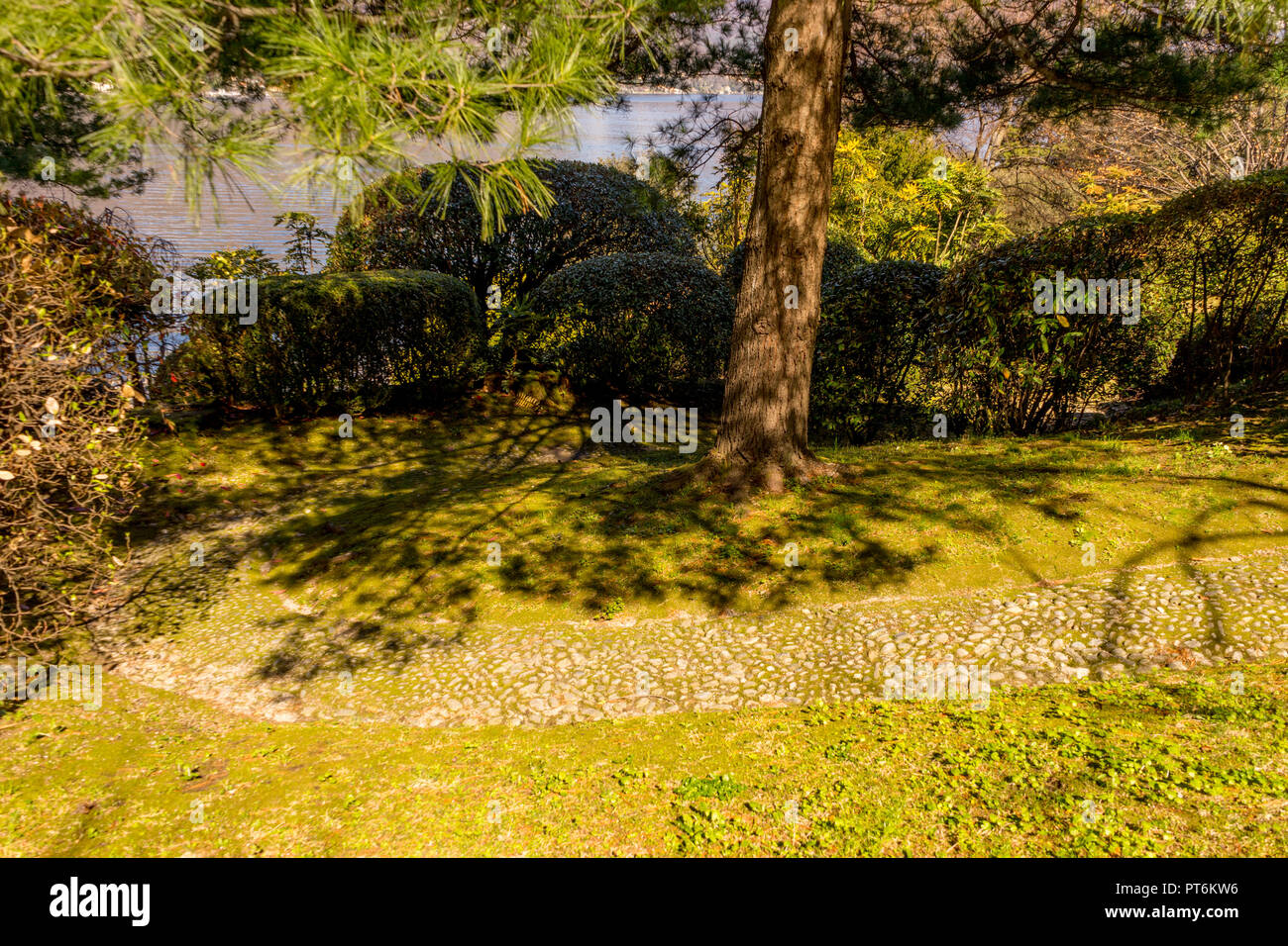Europe, Italy, Bellagio, Lake Como, TREES BY LAKE IN FOREST Stock Photo ...