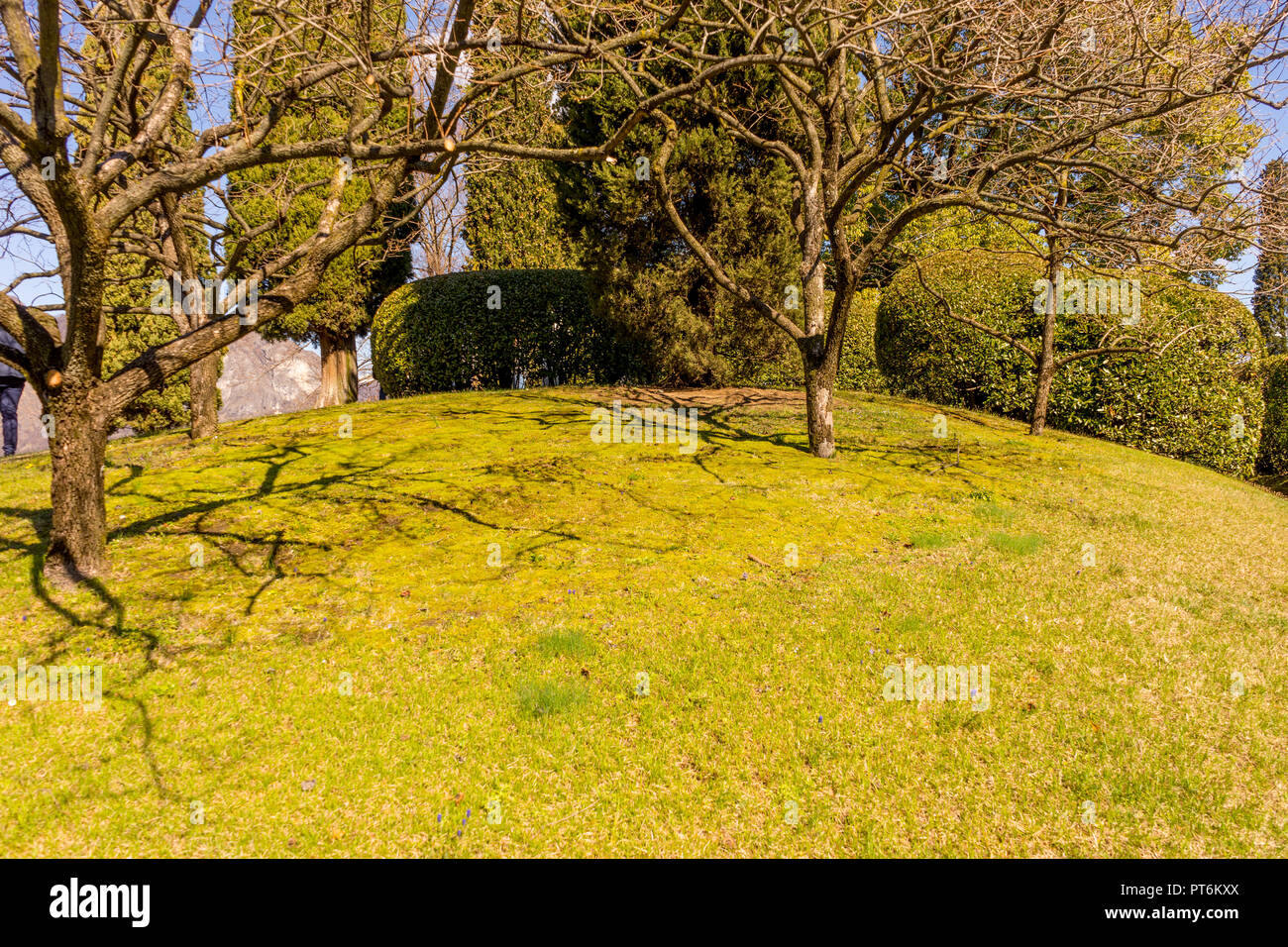 Europe, Italy, Bellagio, Lake Como, TREES IN FOREST Stock Photo - Alamy