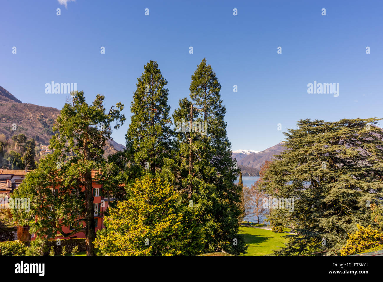 Europe, Italy, Bellagio, Lake Como, a close up of a tree Stock Photo ...