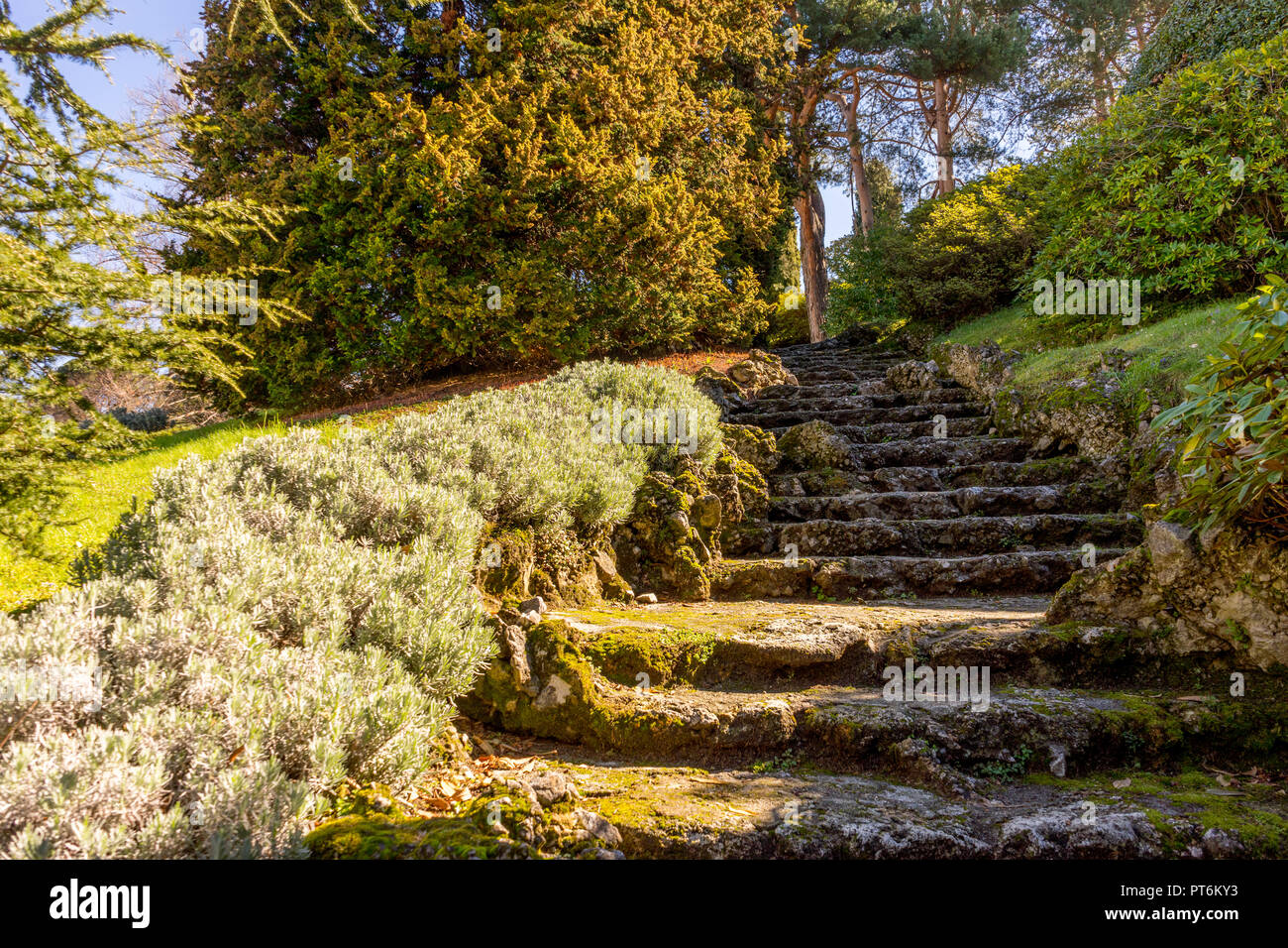 Europe, Italy, Bellagio, Lake Como, STEPS AMIDST TREES IN FOREST Stock ...