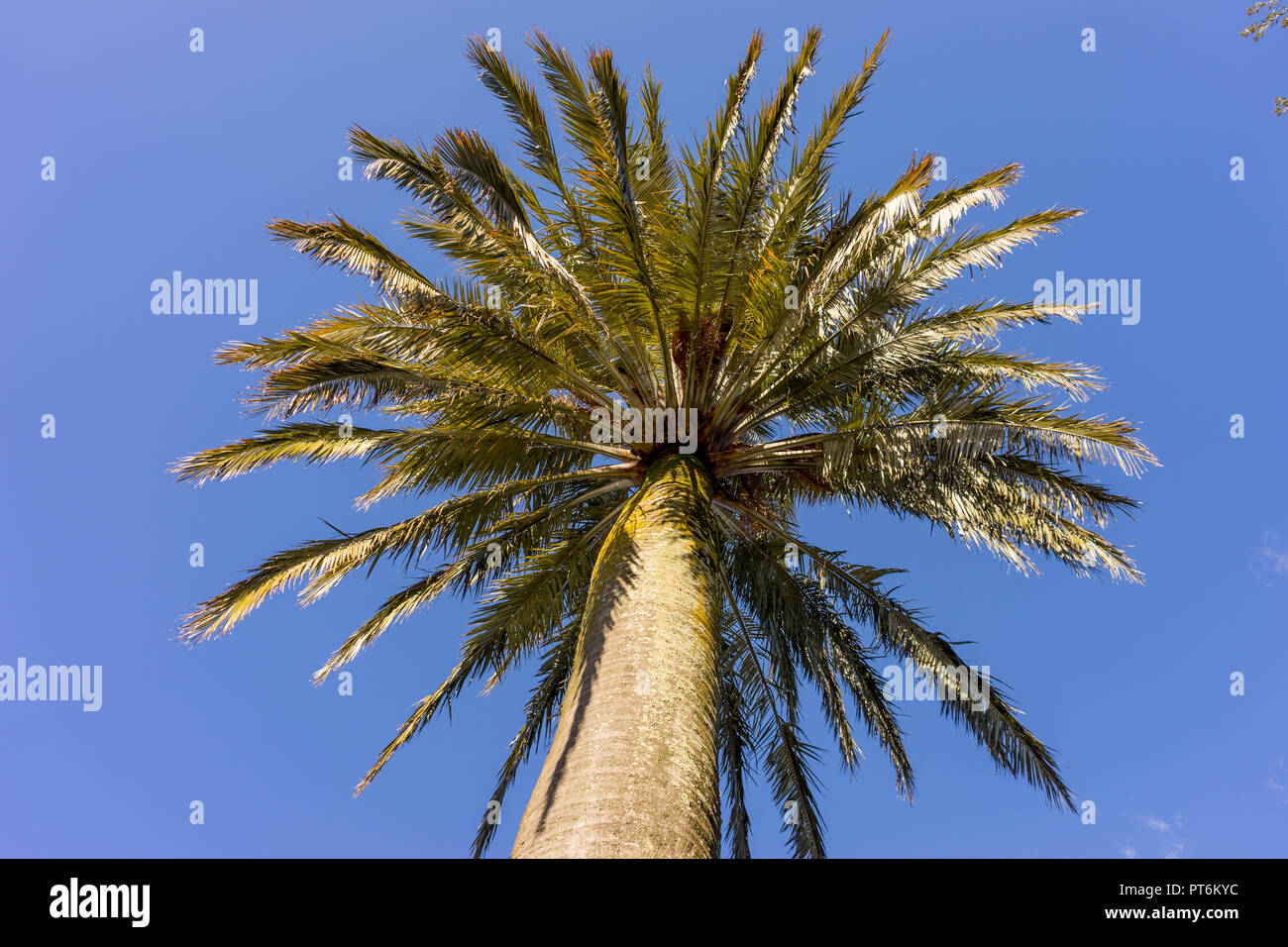 Europe, Italy, Bellagio, Lake Como, a group of palm trees next to a ...