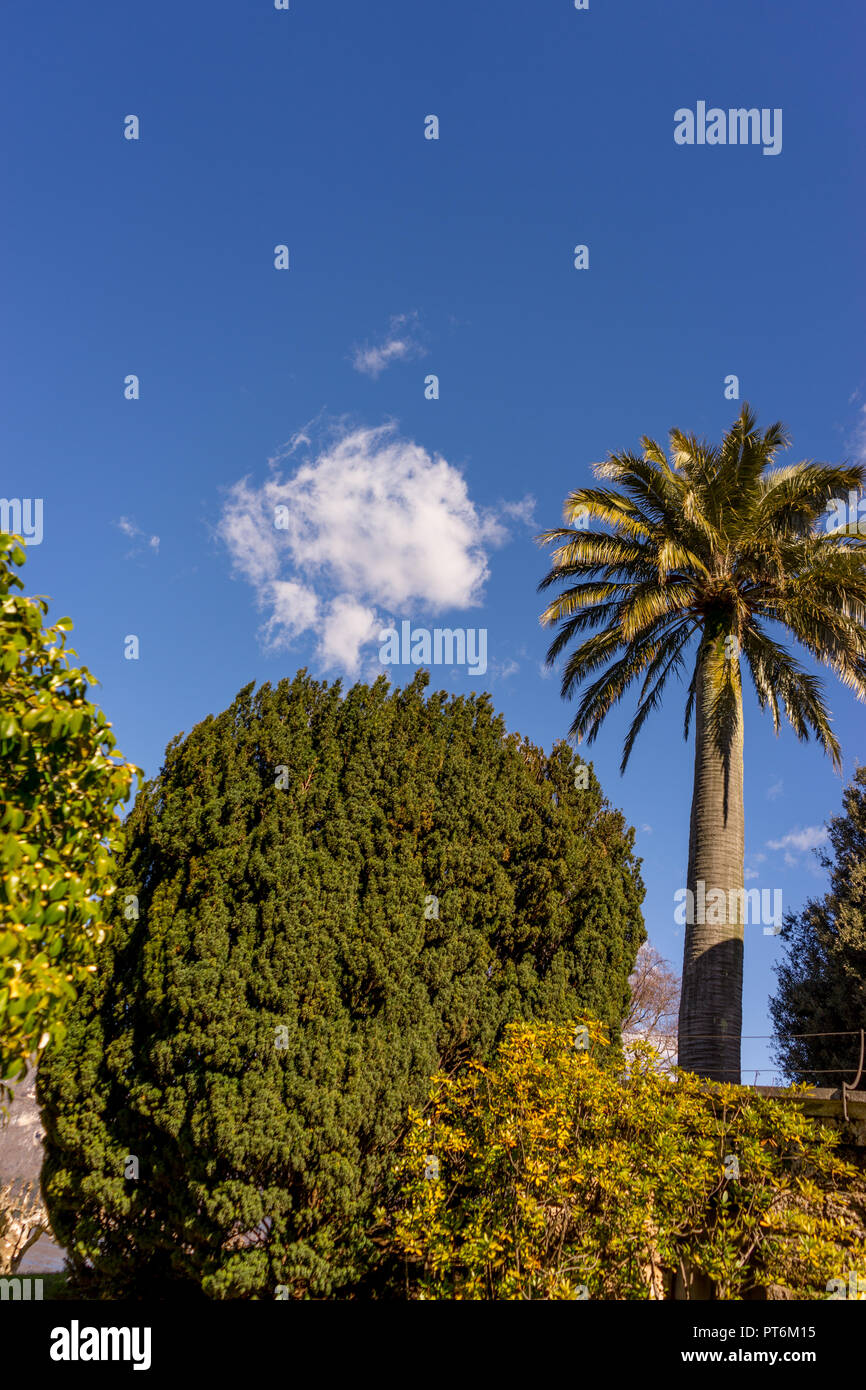 Europe, Italy, Bellagio, Lake Como, a tree in front of a palm tree ...