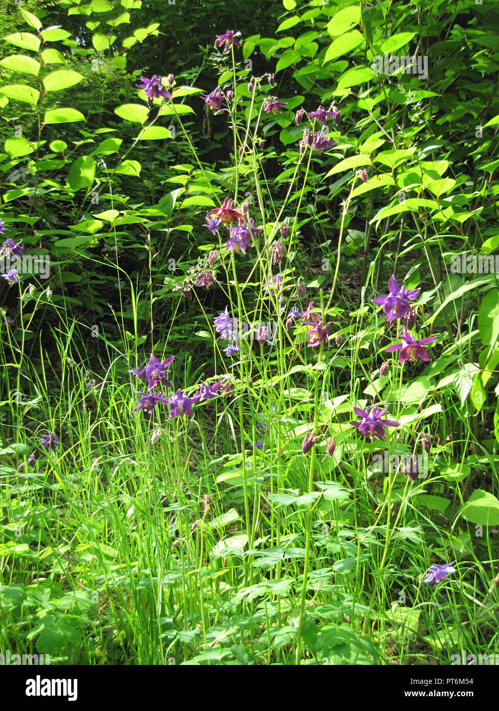 Purple flowers in switzerland hi-res stock photography and images - Alamy