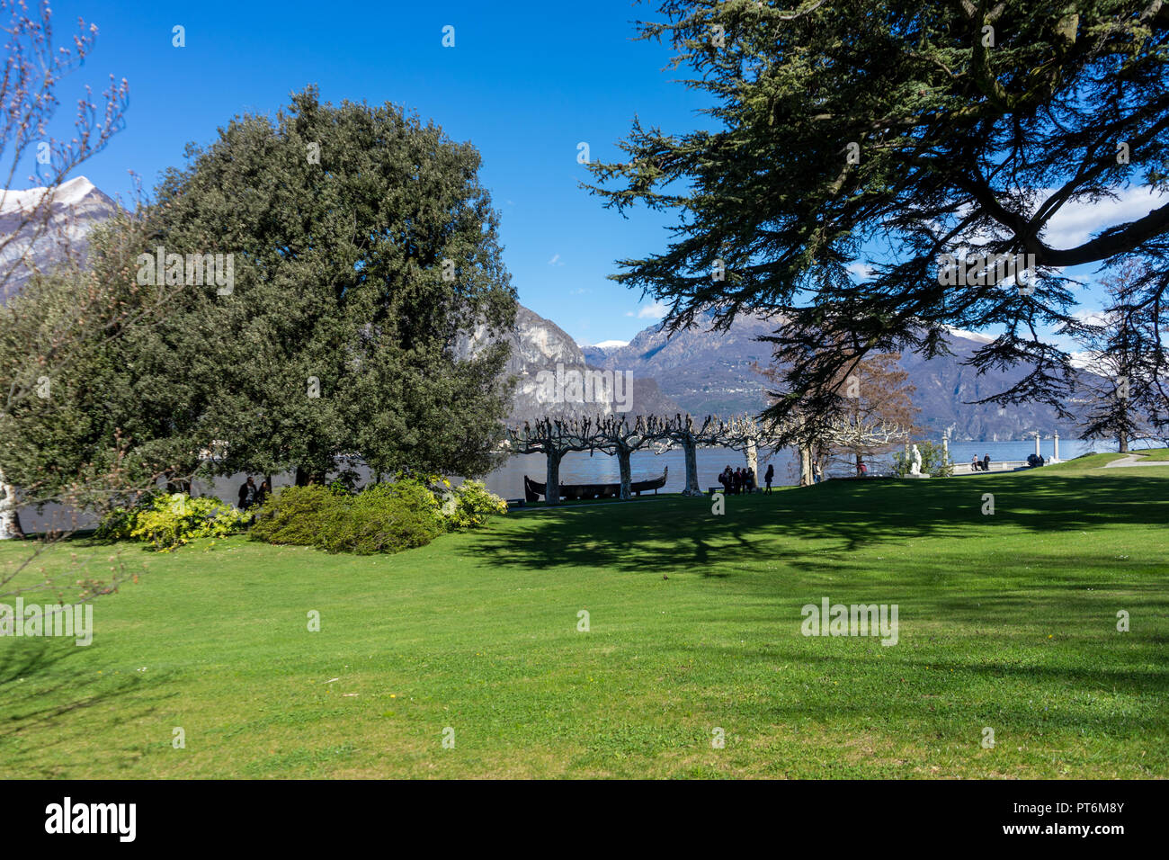 Europe, Italy, Bellagio, Lake Como, a large tree in a grassy field ...