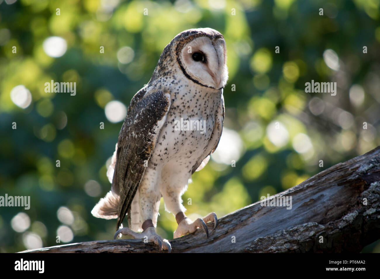Masked owl hi-res stock photography and images - Alamy