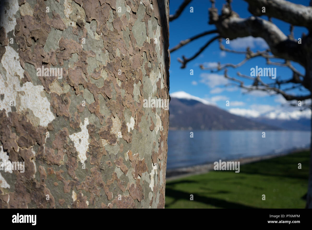 Europe, Italy, Bellagio, Lake Como, a tree with a mountain in the ...