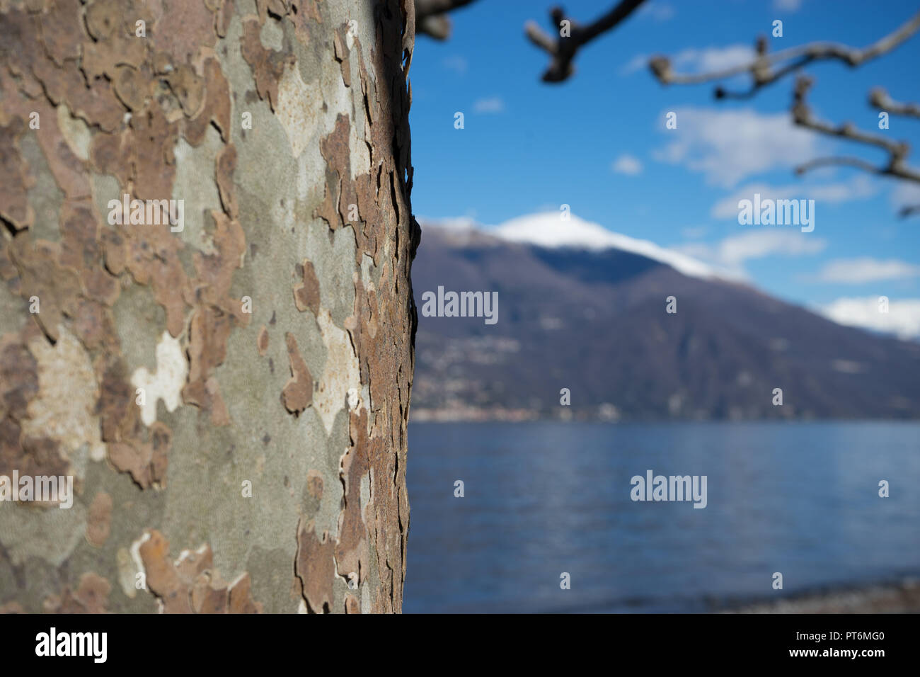 Italy, Bellagio, Lake Como, A bark of a tree Stock Photo - Alamy