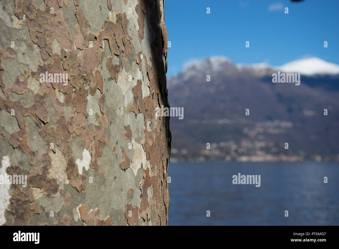 Italy, Bellagio, Lake Como, A bark of a tree Stock Photo - Alamy