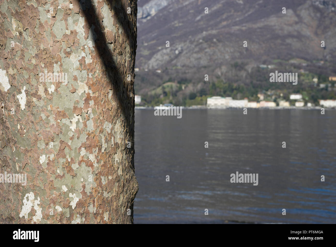 Italy, Bellagio, Lake Como, A bark of a tree Stock Photo - Alamy