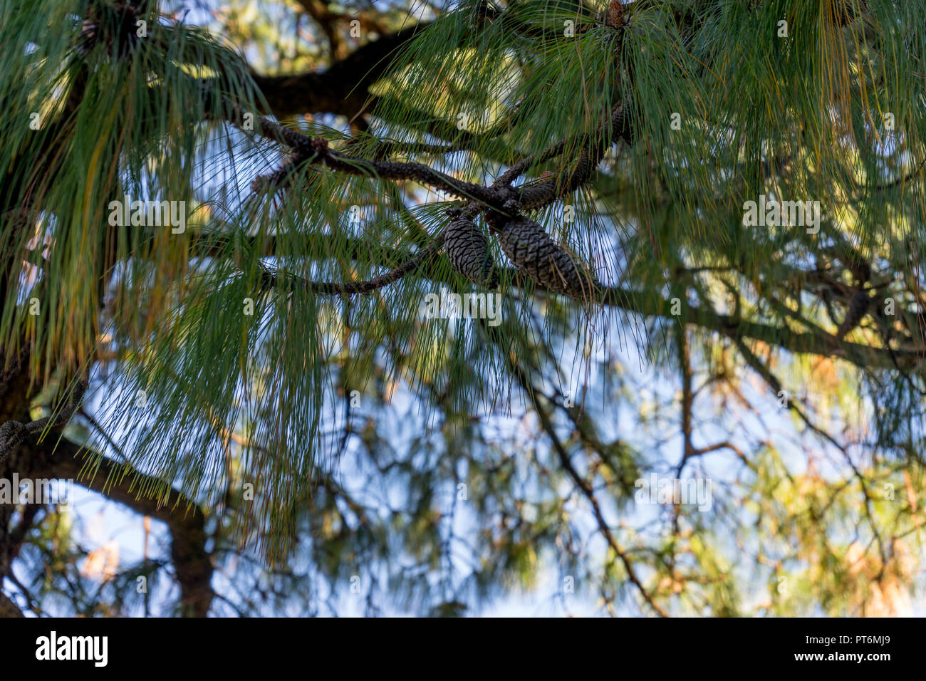 Italy, Bellagio, Lake Como, Pine tree Stock Photo - Alamy