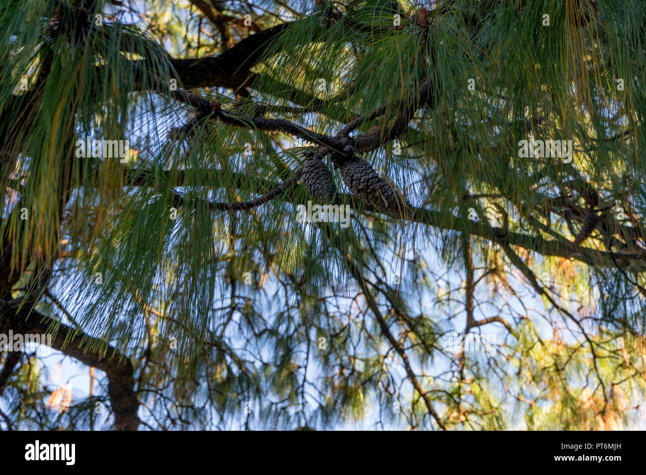Italy, Bellagio, Lake Como, Pine tree Stock Photo - Alamy