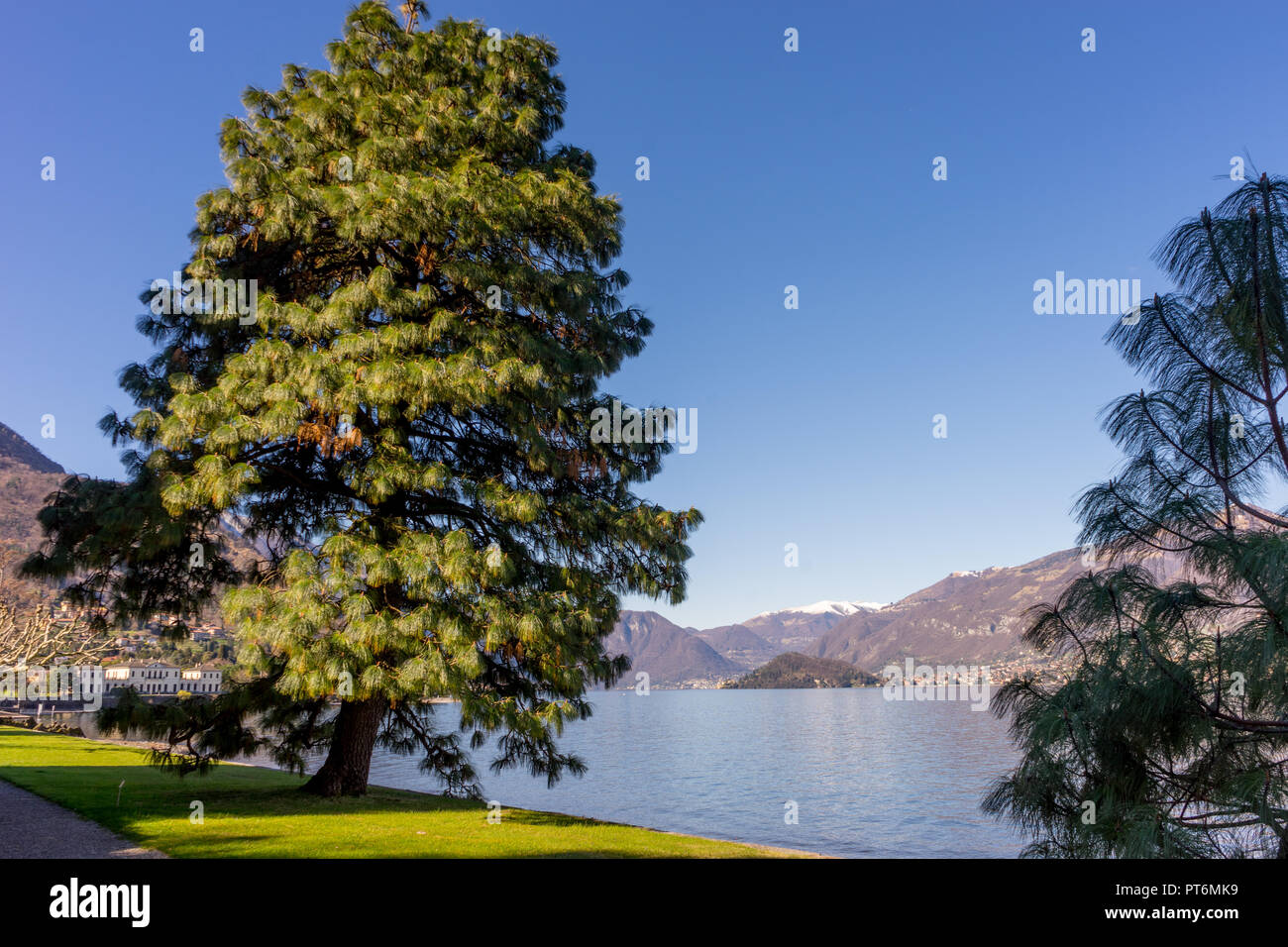 Europe, Italy, Bellagio, Lake Como, a tree in front of a body of water ...