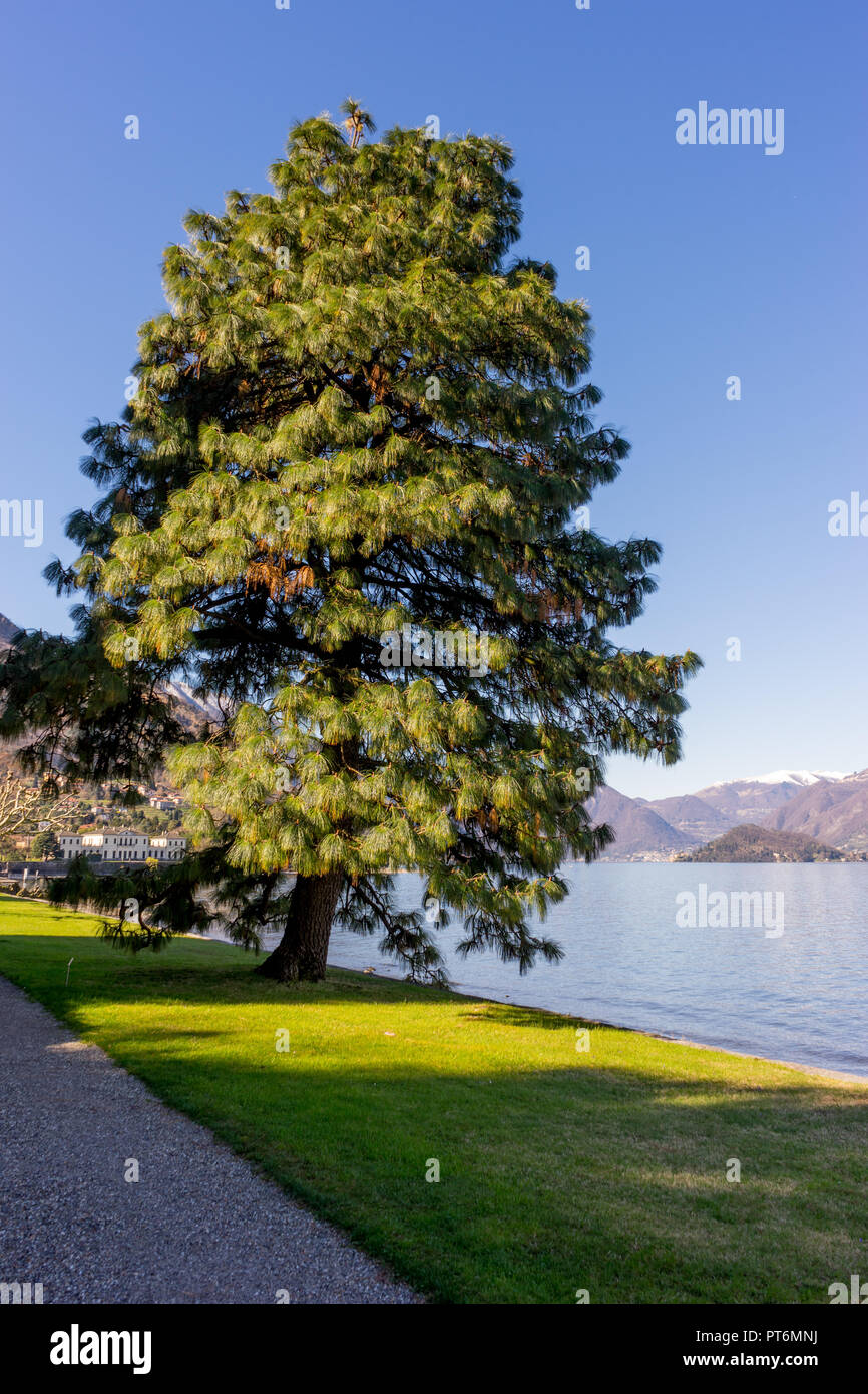 Europe, Italy, Bellagio, Lake Como, a tree in front of a body of water ...