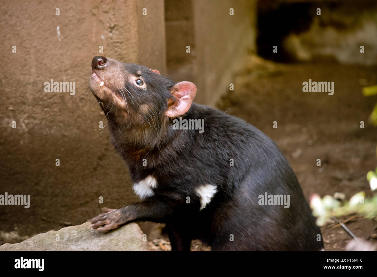 the Tasmanian devil is sitting resting himself Stock Photo - Alamy