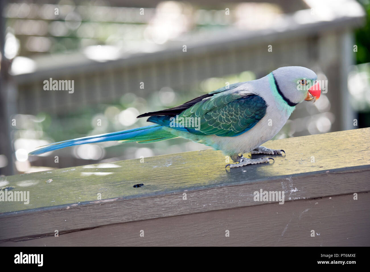 this is a side view of a malabar parakeet Stock Photo - Alamy