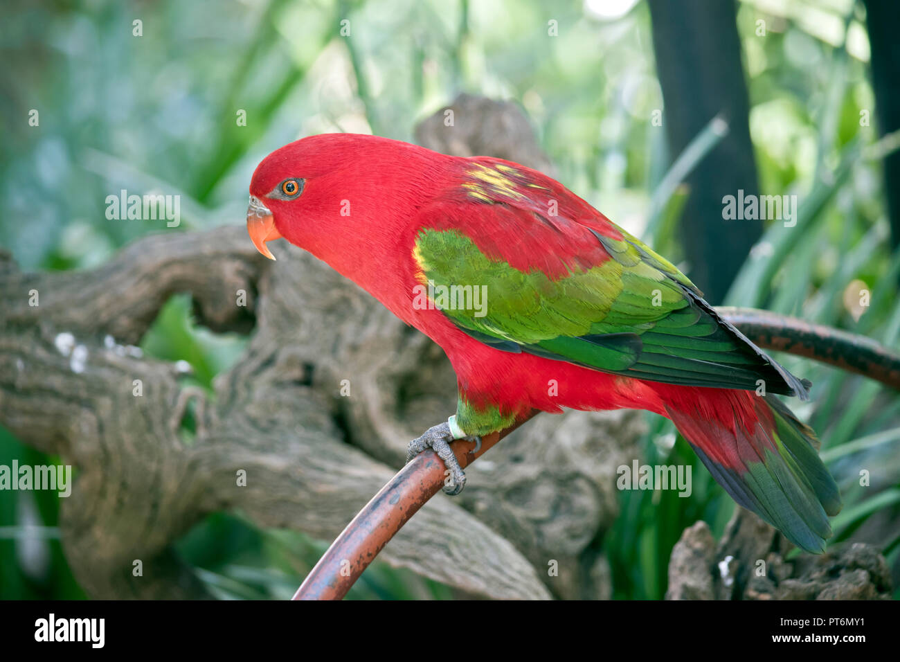 this is a side view of a chattering lory Stock Photo - Alamy