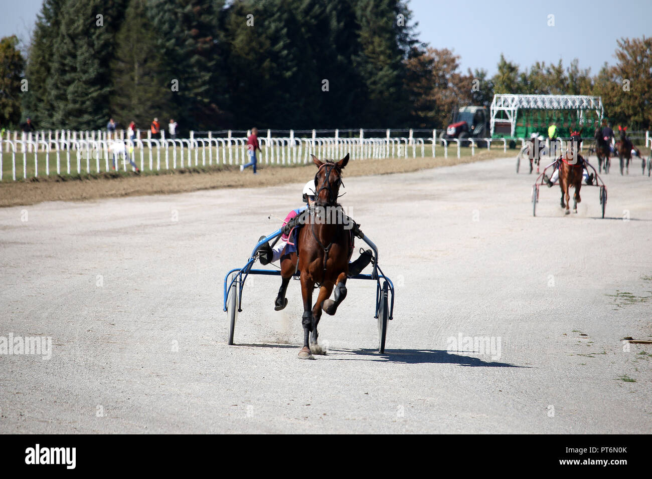 Harness racing horses trotter breed in motion at Hippodrome Stock Photo ...