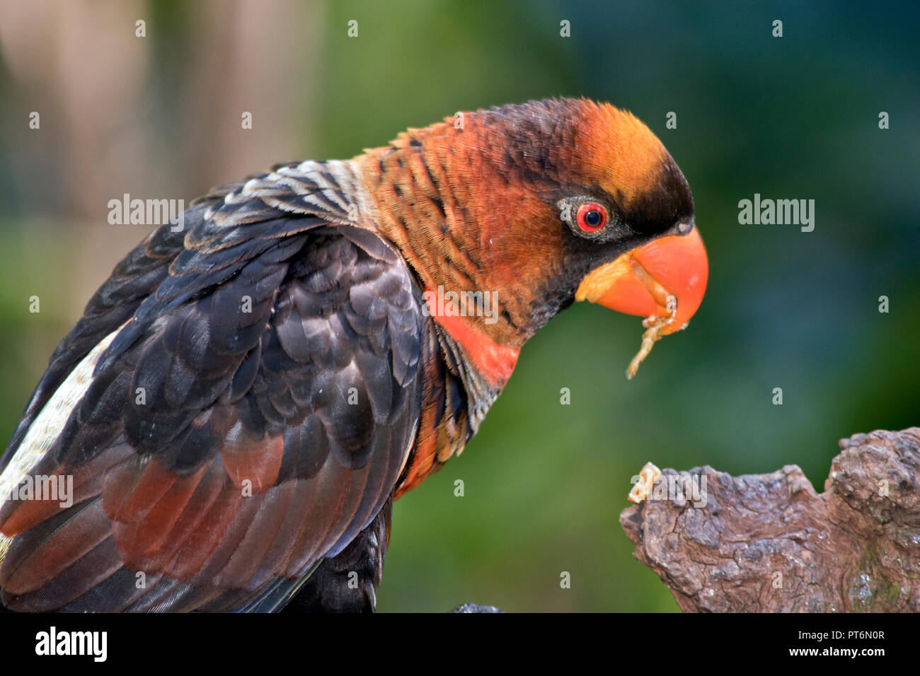 The dusky lory hi-res stock photography and images - Alamy
