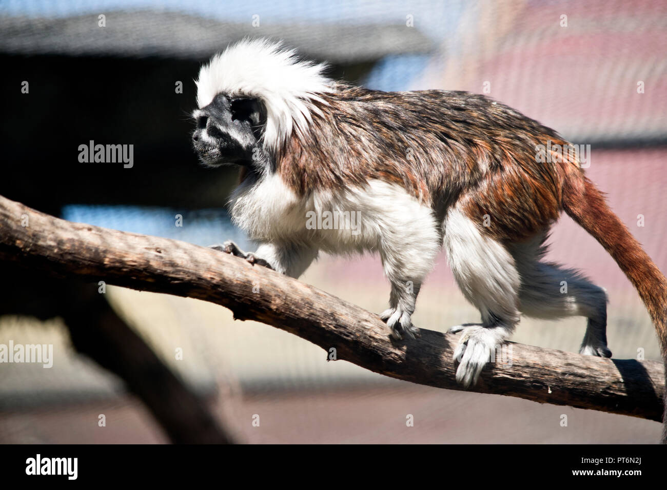 this is a side view of a cotton top tamarin Stock Photo - Alamy