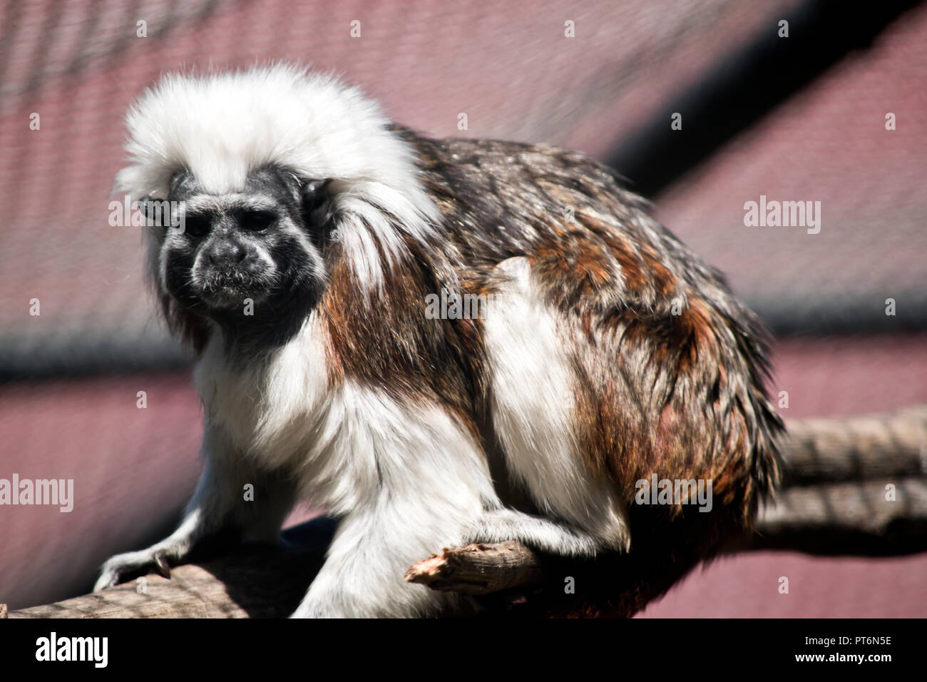 this is a side view of a cotton top tamarin Stock Photo - Alamy