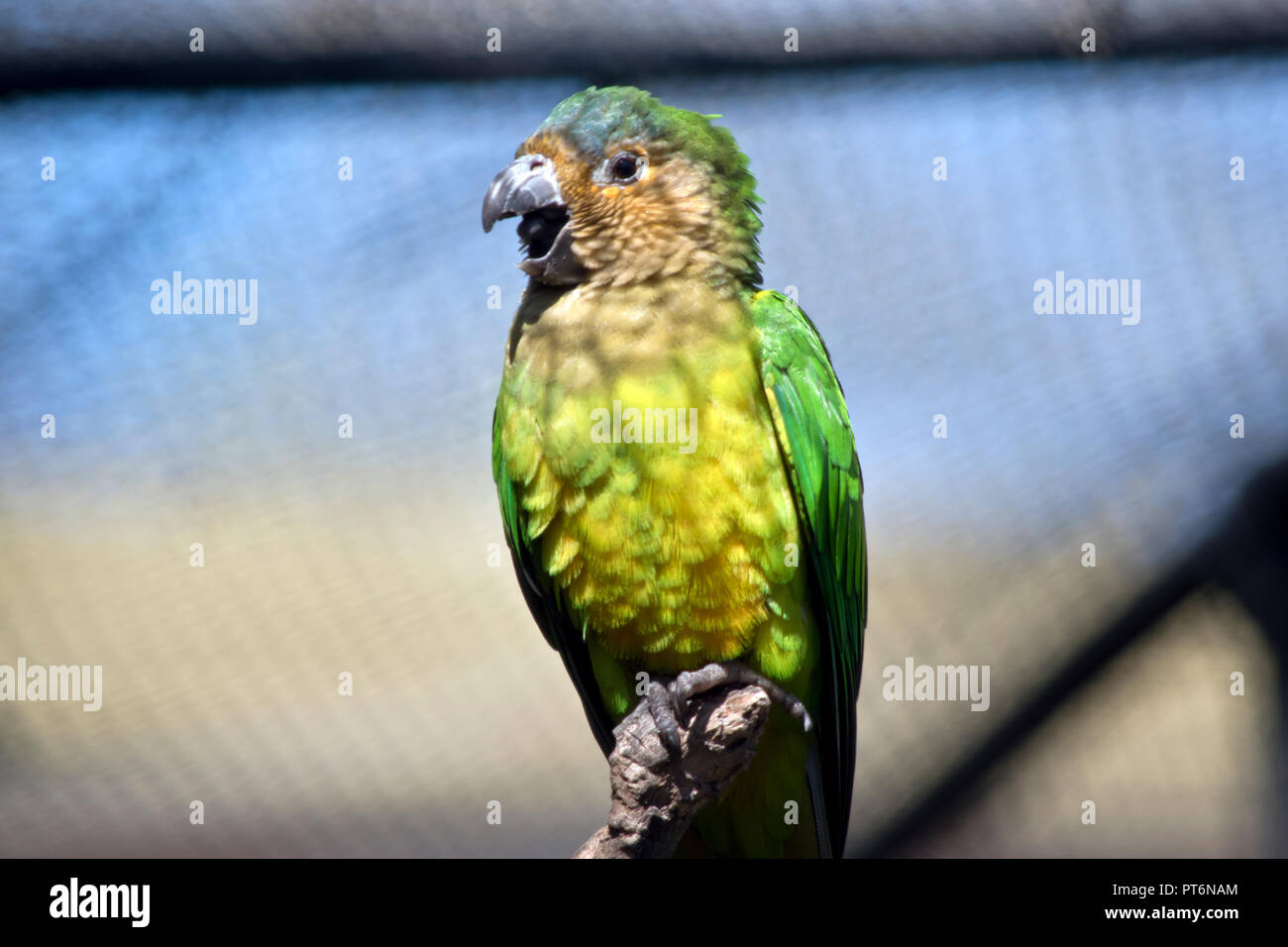 Close up brown pet hi-res stock photography and images - Alamy