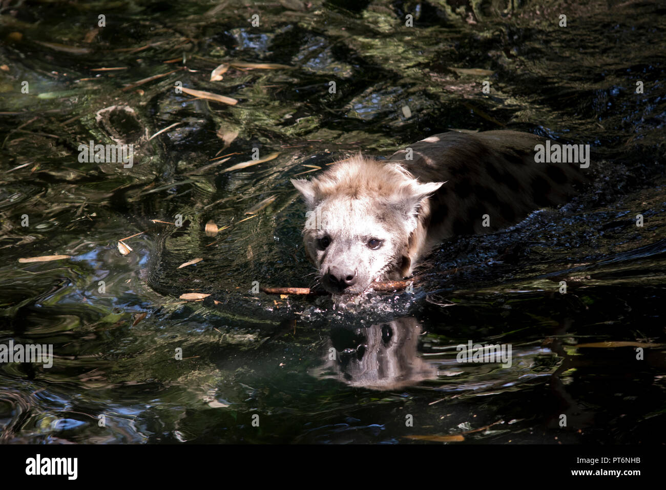 Spotted Hyena In Water High Resolution Stock Photography and Images - Alamy