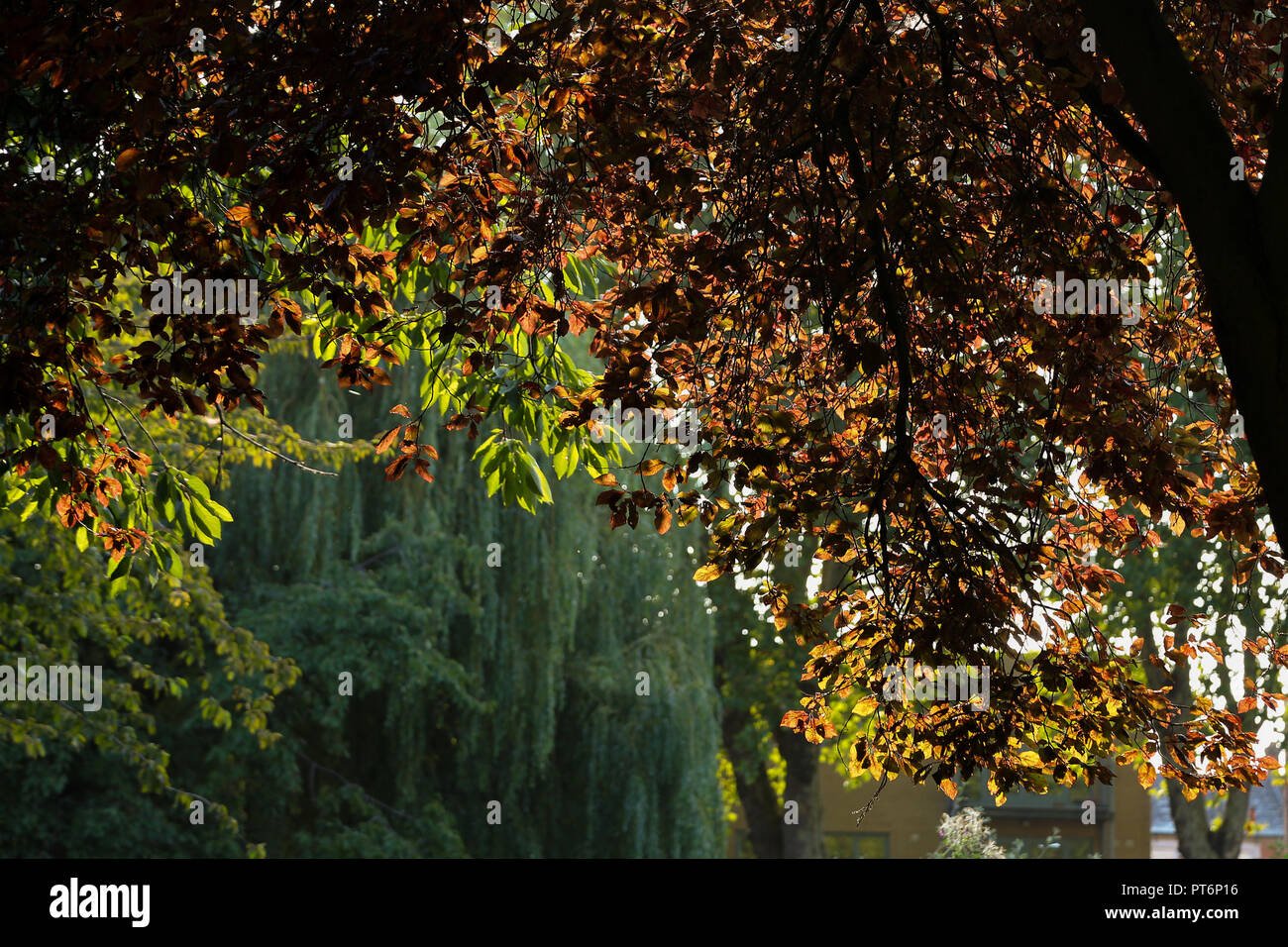 Autumn colour starts to appear in a north London park. Featuring ...
