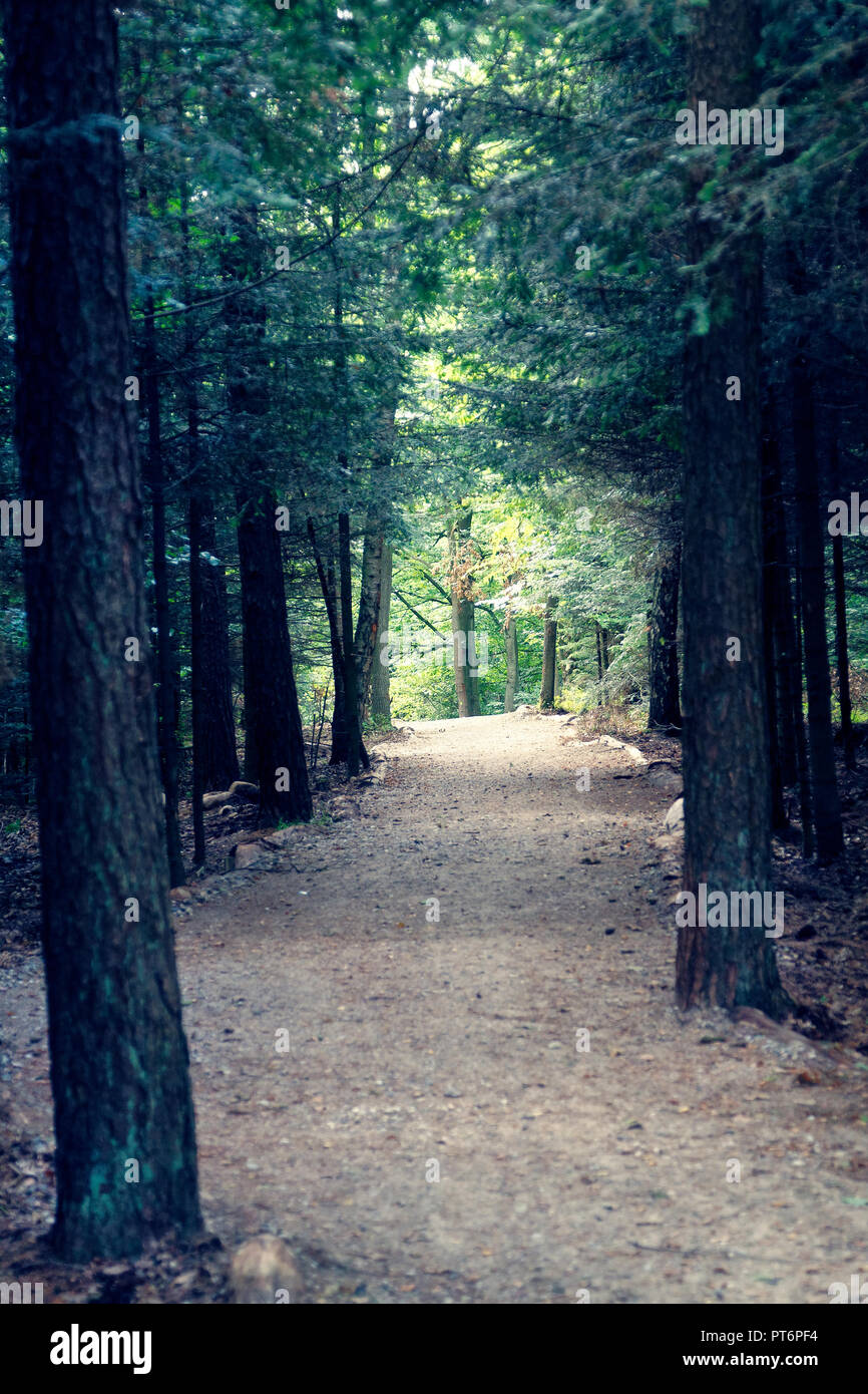 View of the path in the forest Stock Photo - Alamy