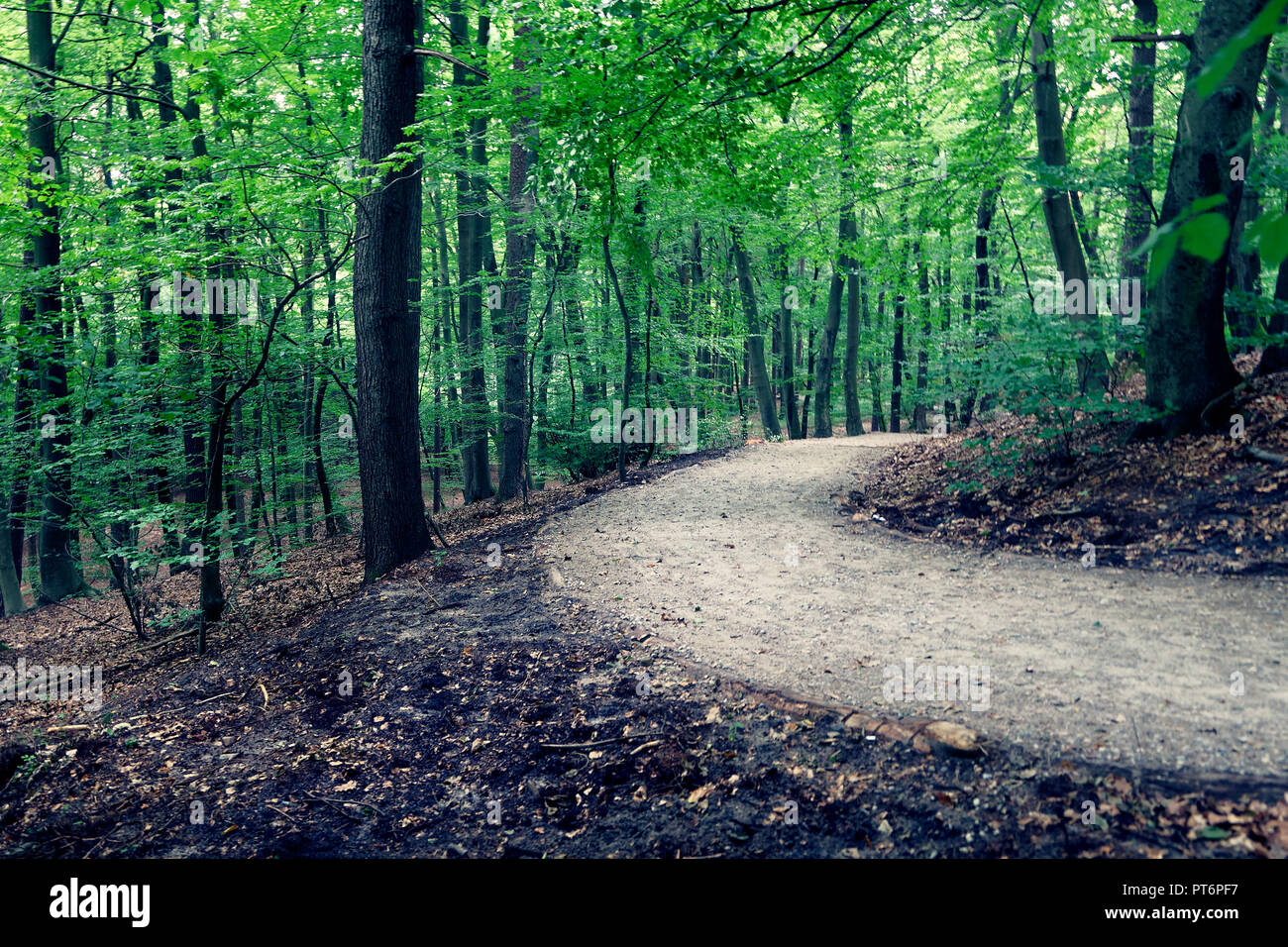 View of the path in the forest Stock Photo - Alamy