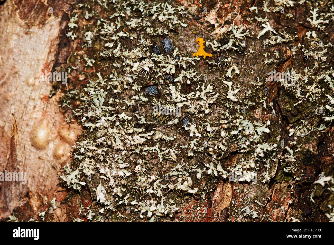 Beautiful texture of apple tree. The bark is removed from the tree ...