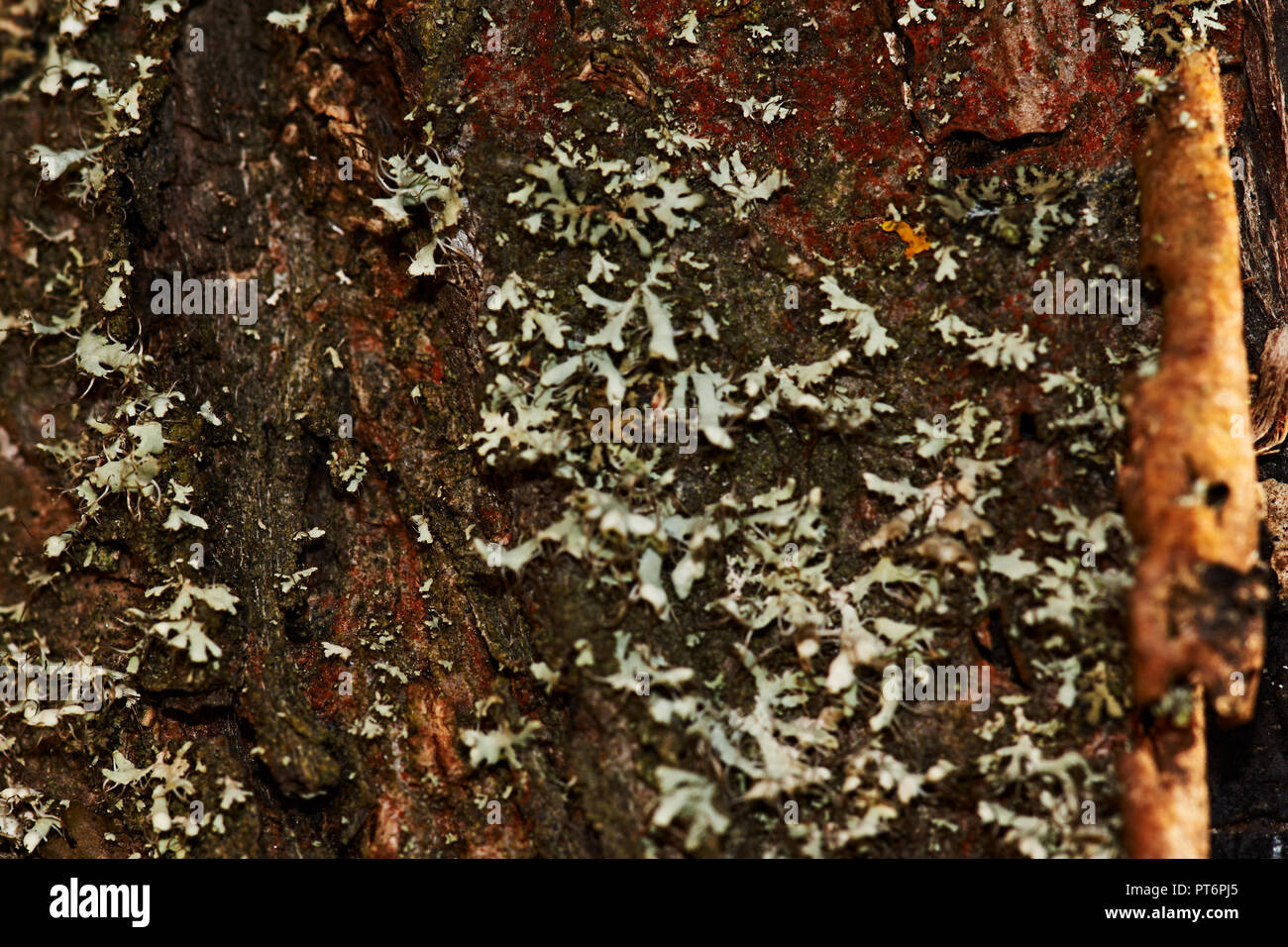 Beautiful texture of apple tree. The bark is removed from the tree ...