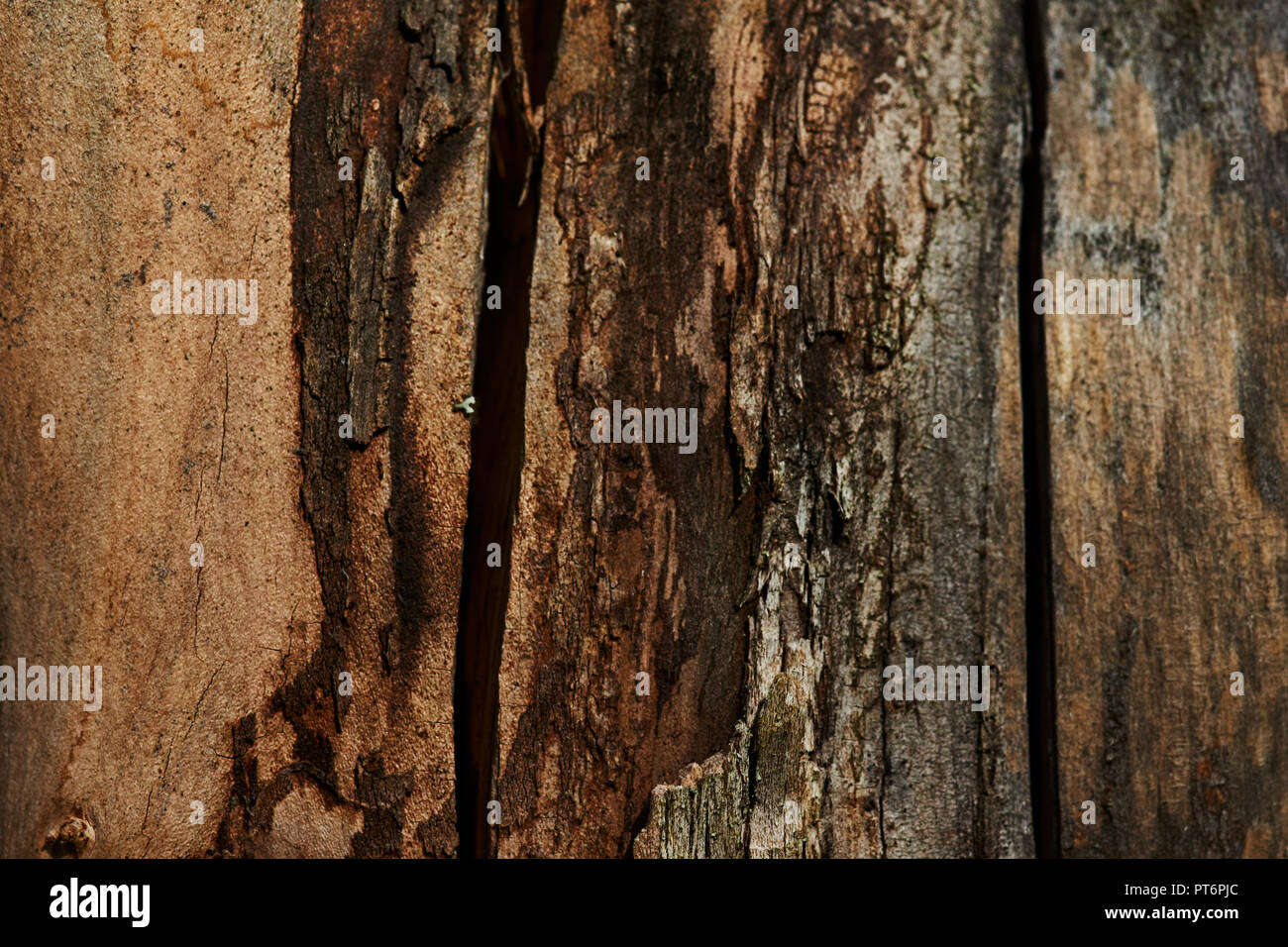 Bark removed from tree hi-res stock photography and images - Alamy