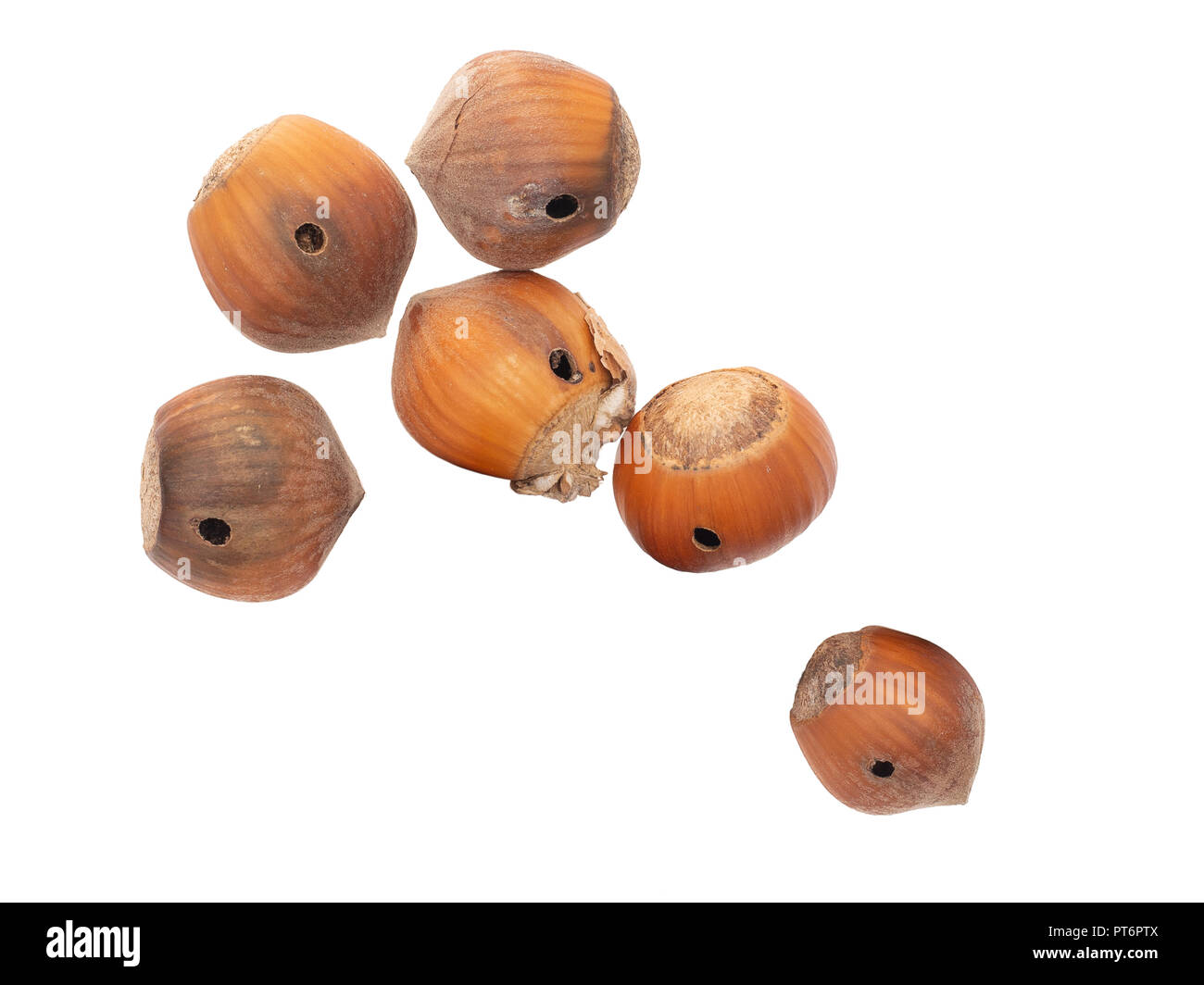 Nut damage, holes from hazelnut weevils, Curculio nucum. Isolated on ...