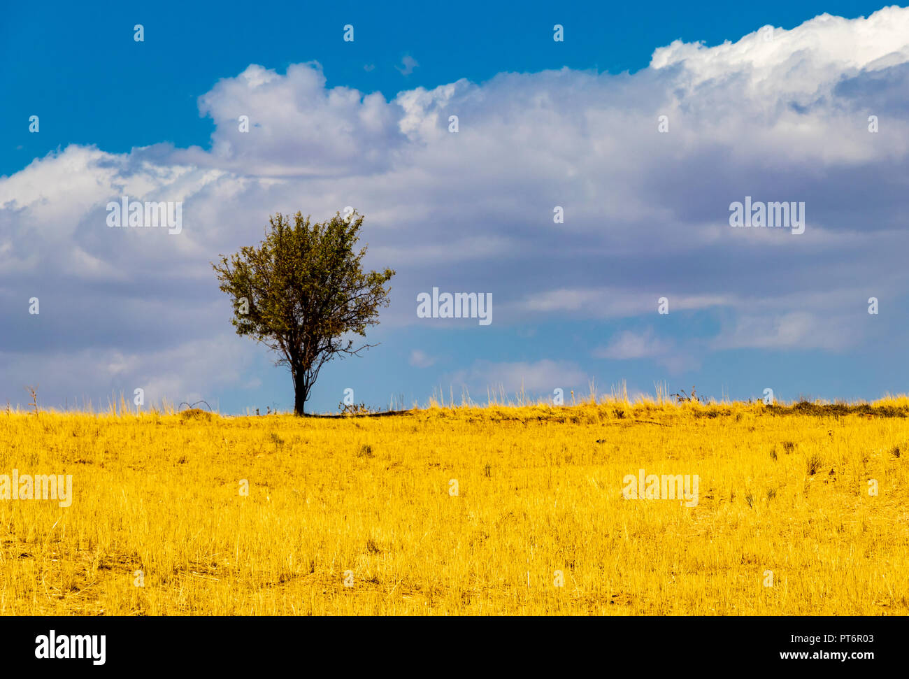 Minimal tree landscape background hi-res stock photography and images ...