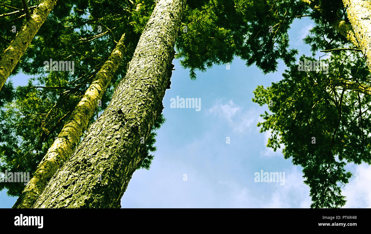 Tops of tree pine in sky with clouds Stock Photo - Alamy