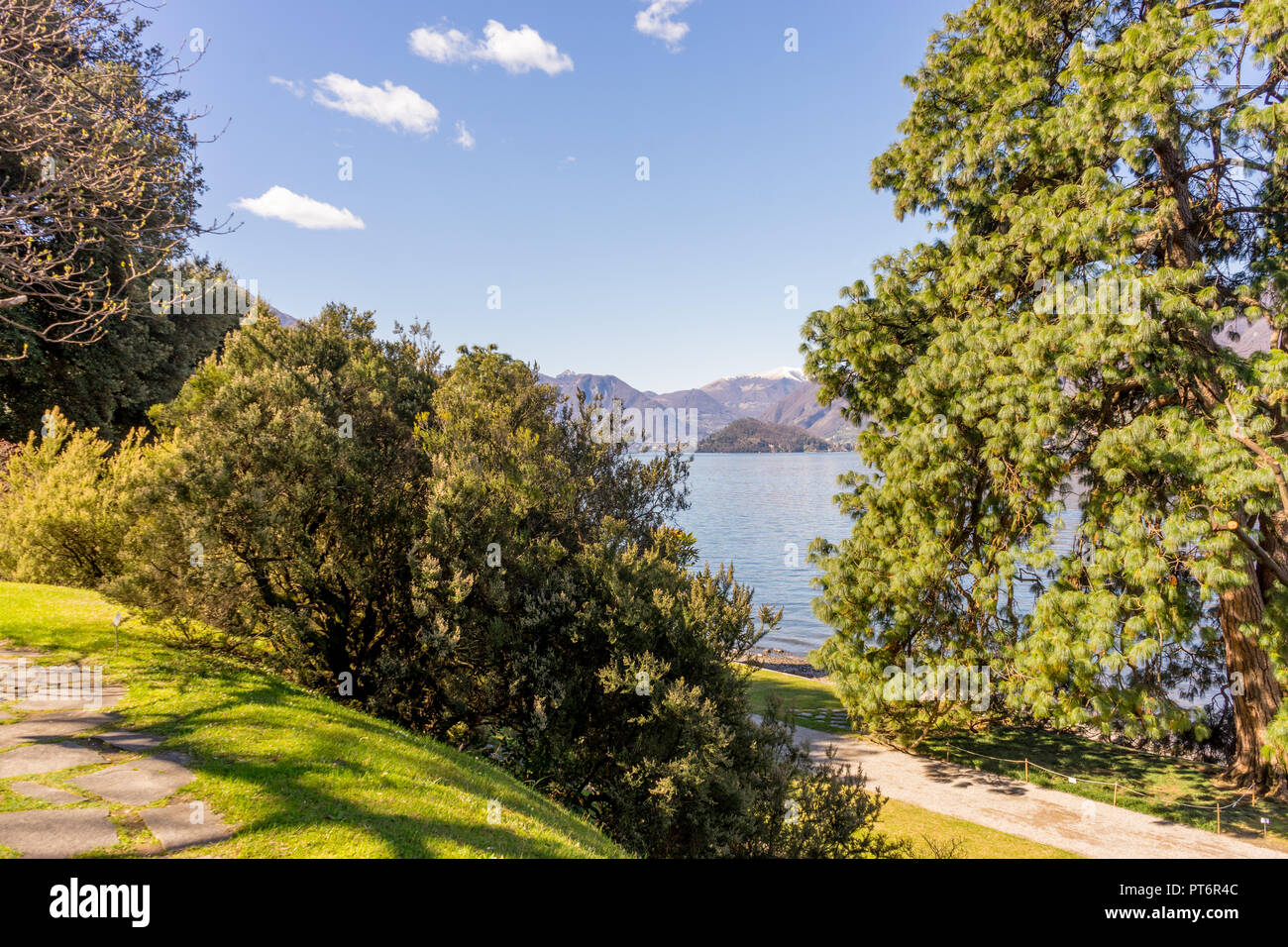 Europe, Italy, Bellagio, Lake Como, a tree in front of a body of water ...