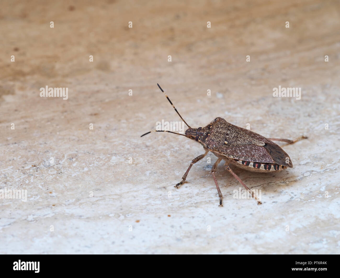 Brown marmorated stink bug Halyomorpha halys, an invasive species from ...