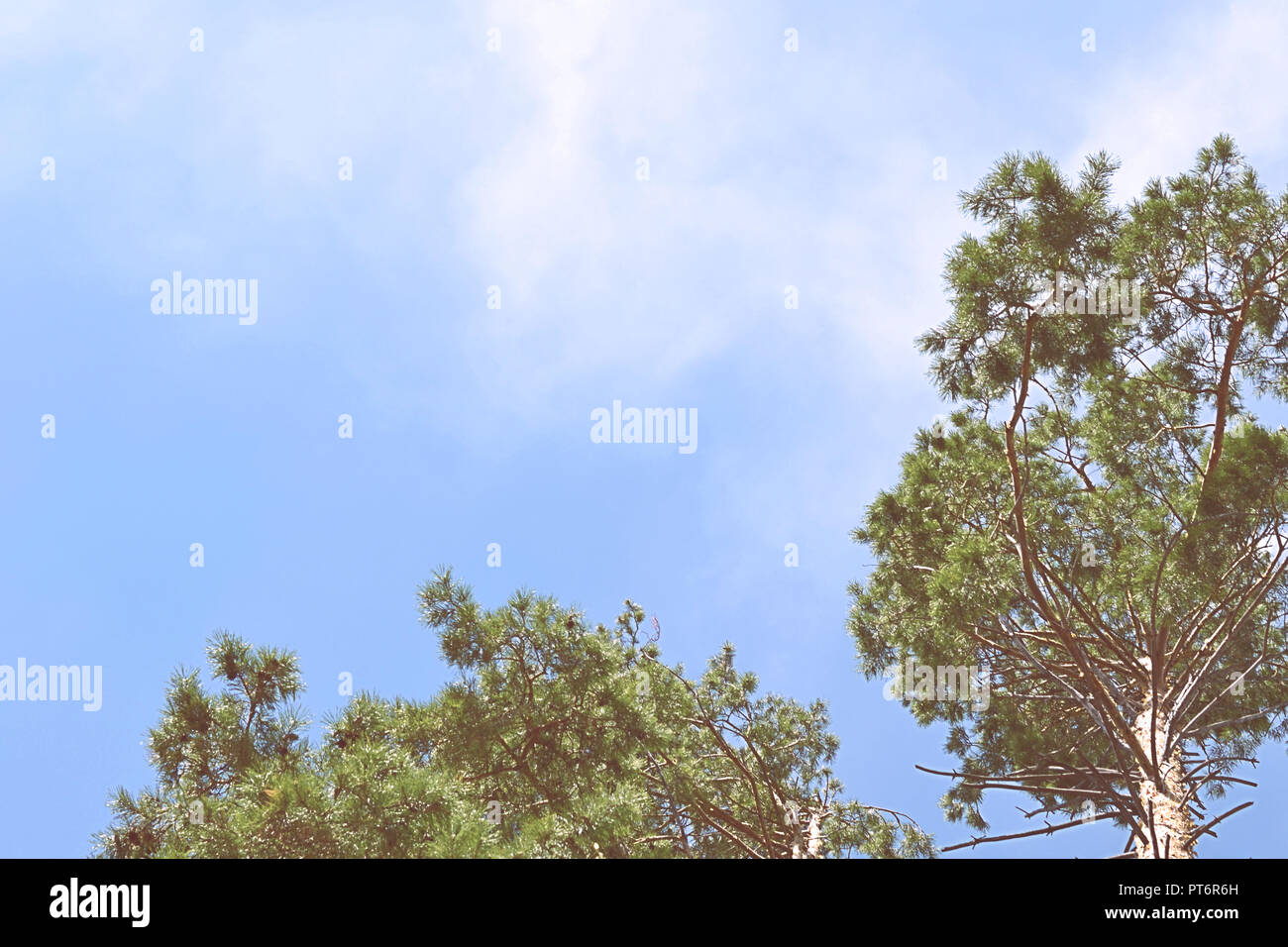 Tree tops above cloud clouds hi-res stock photography and images - Alamy