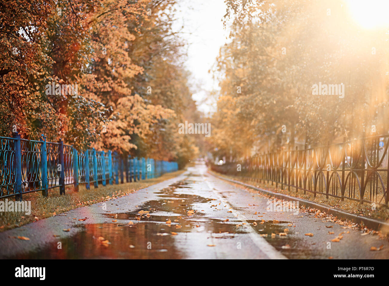 Autumn rain in the park Stock Photo - Alamy