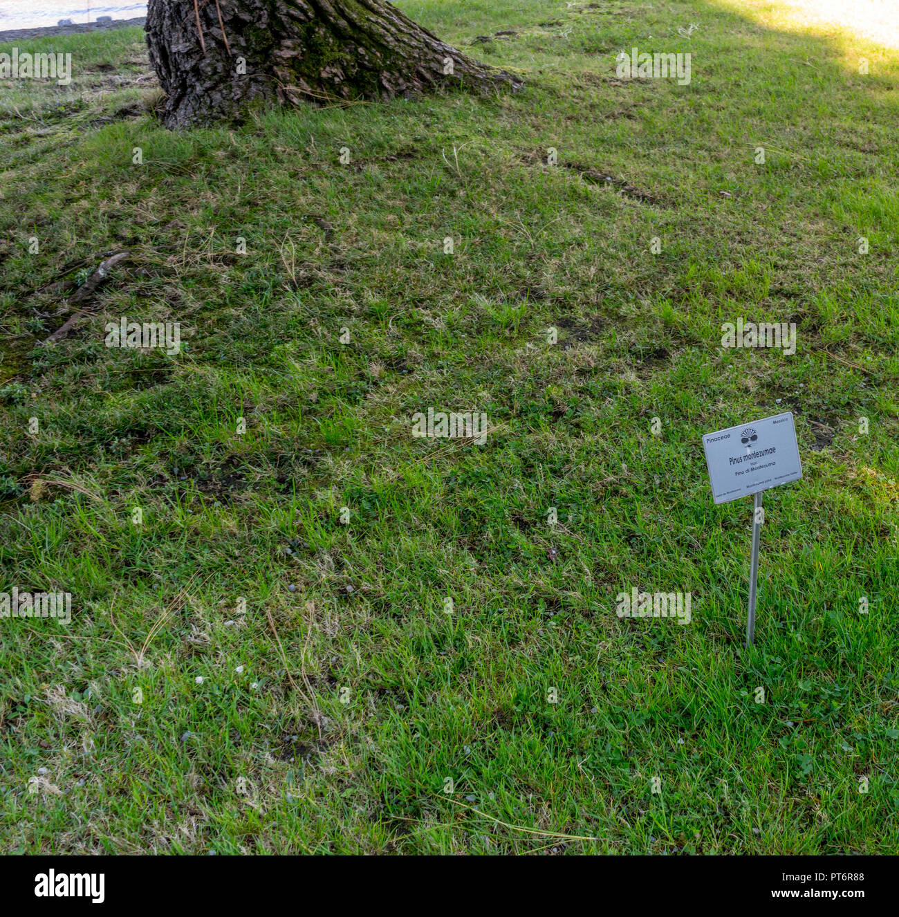 Italy, Bellagio, Lake Como, Sign pointing out Pinus montezumae Stock ...