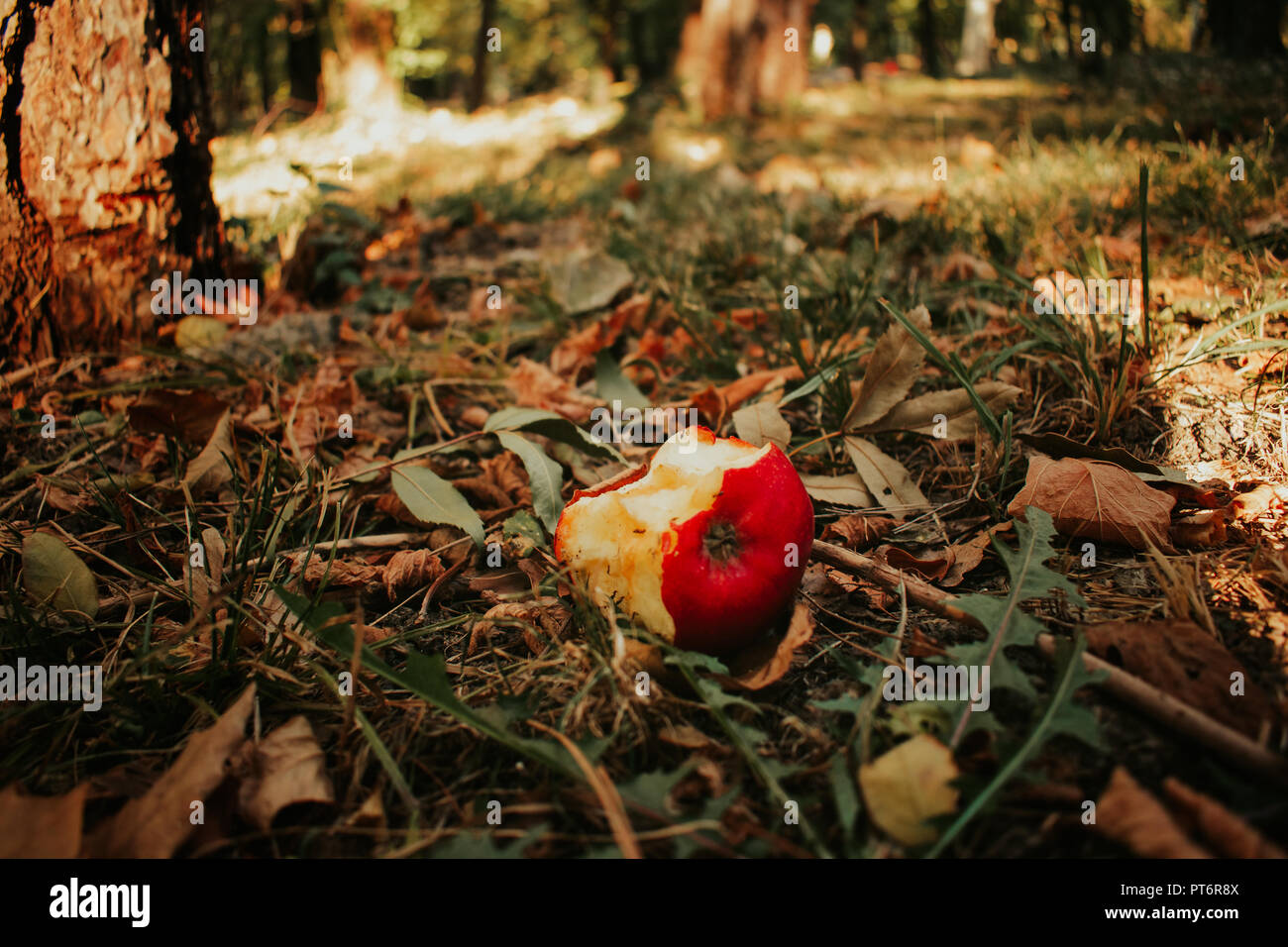 Apple half eaten apple hi-res stock photography and images - Alamy
