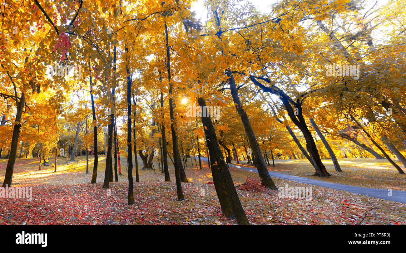 panorama of a gorgeous forest in autumn, a scenic landscape with ...