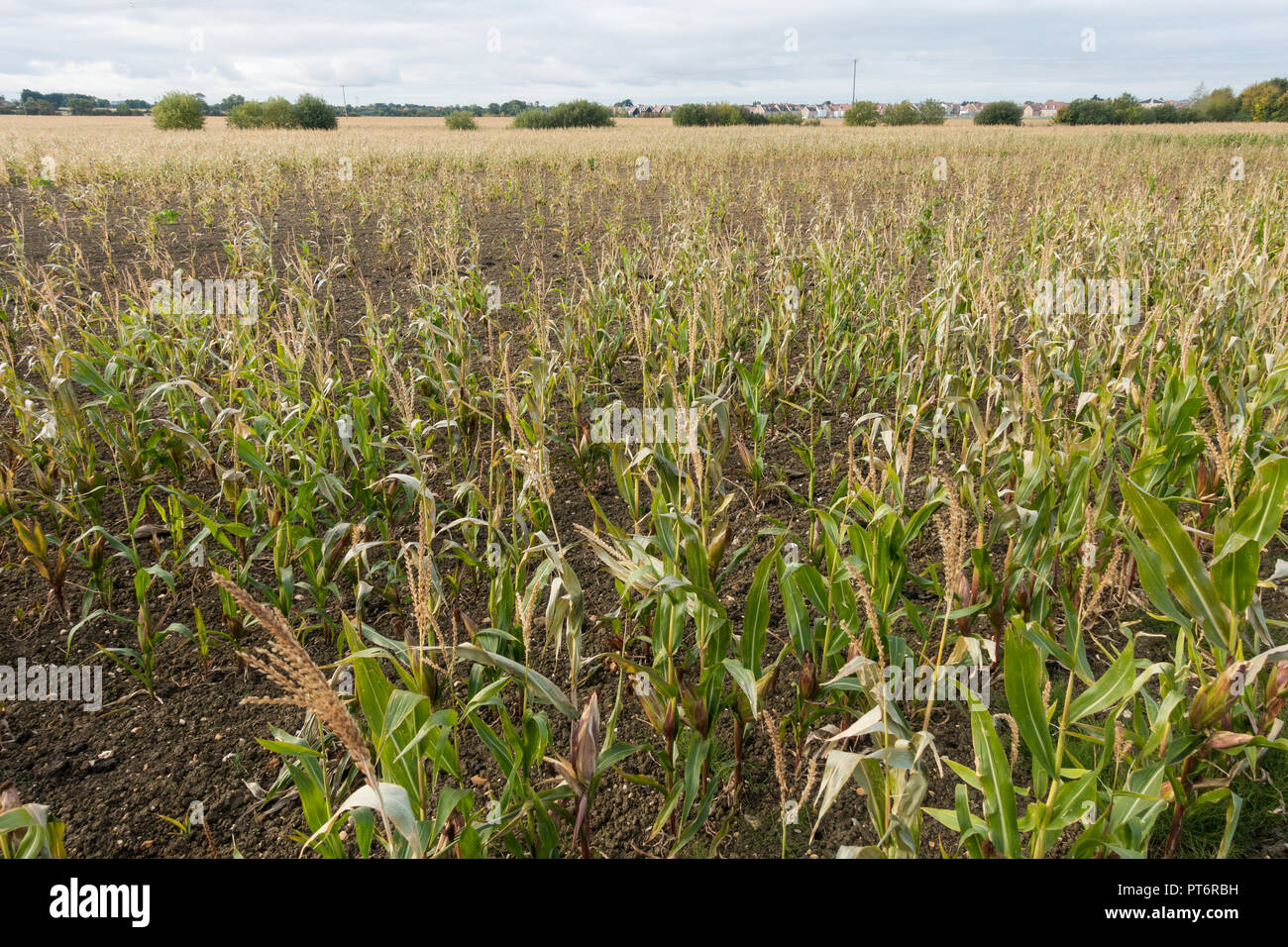 Sparse plants hi-res stock photography and images - Alamy