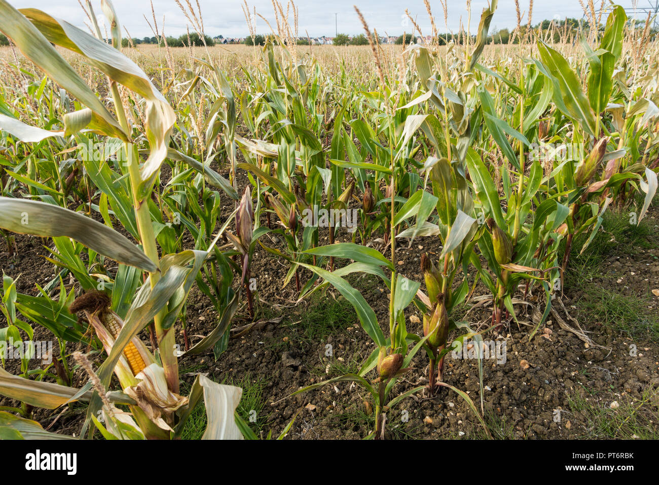 Corn on the cob growing hi-res stock photography and images - Alamy
