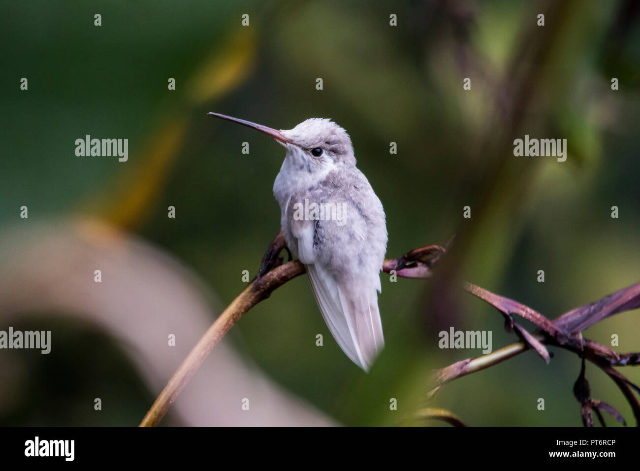 Leucistic Hummingbird
