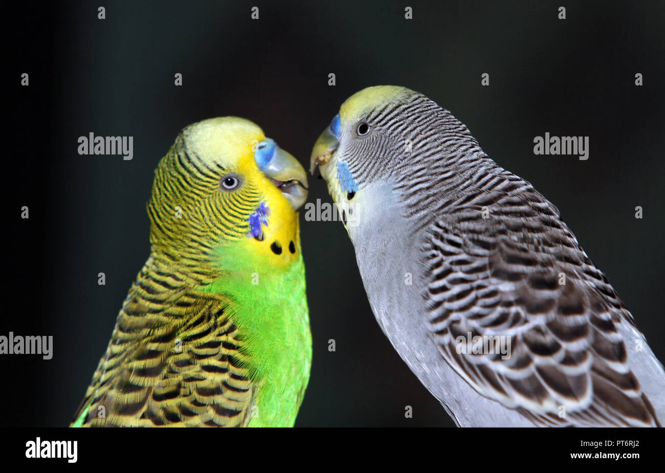 Parakeets in large aviary in a tree Stock Photo - Alamy