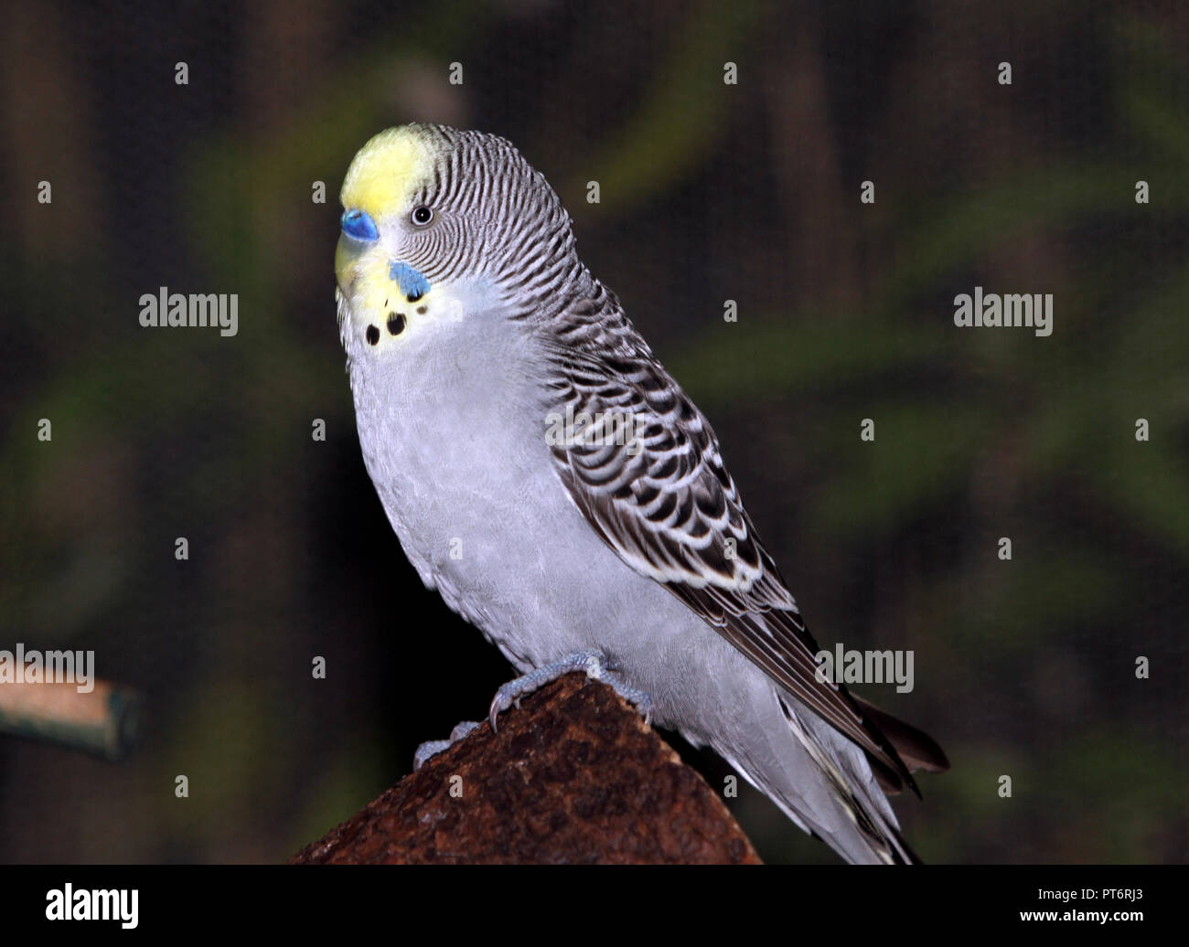 Parakeet in large aviary in a tree Stock Photo - Alamy
